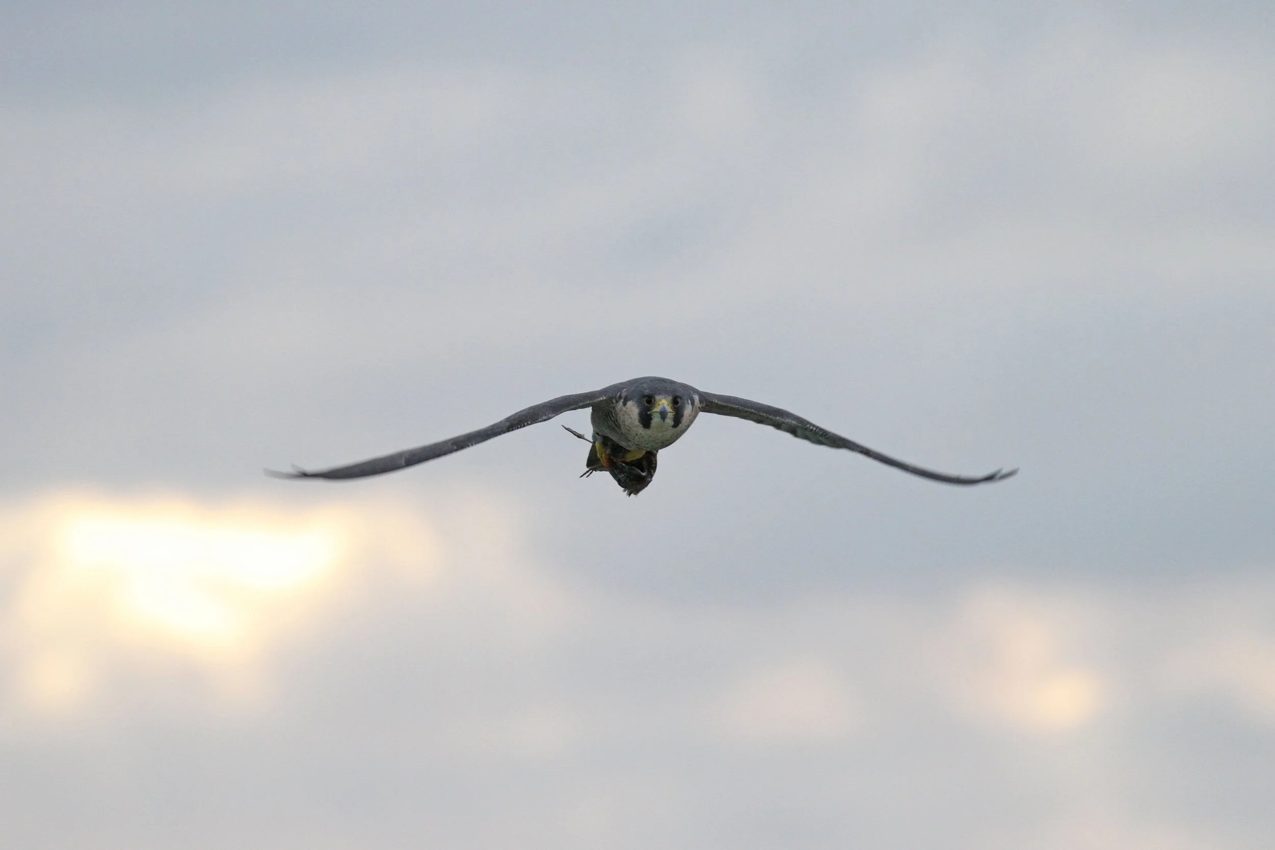 Year of the Peregrine — Chicago Ornithological Society