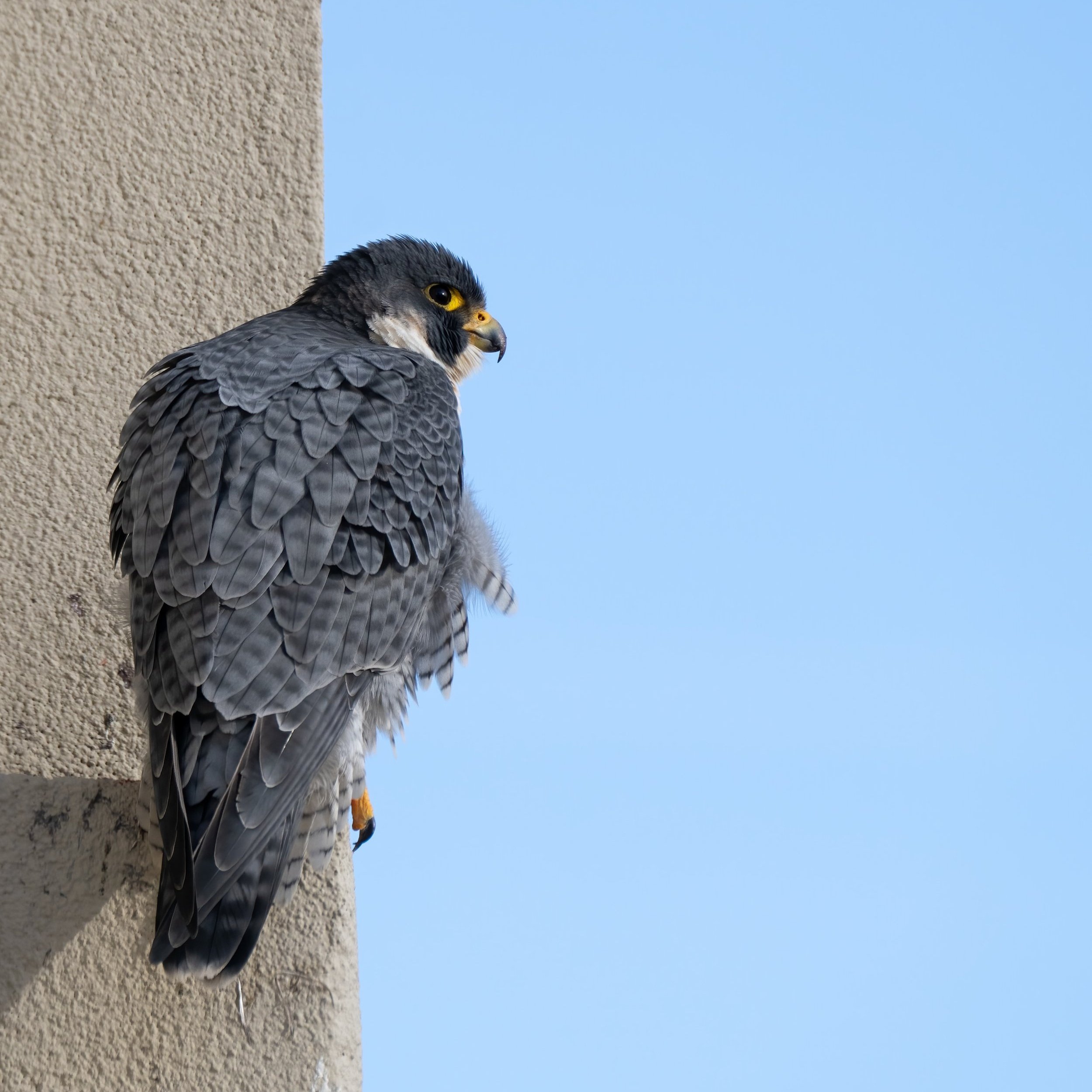 Chicago Ornithological Society