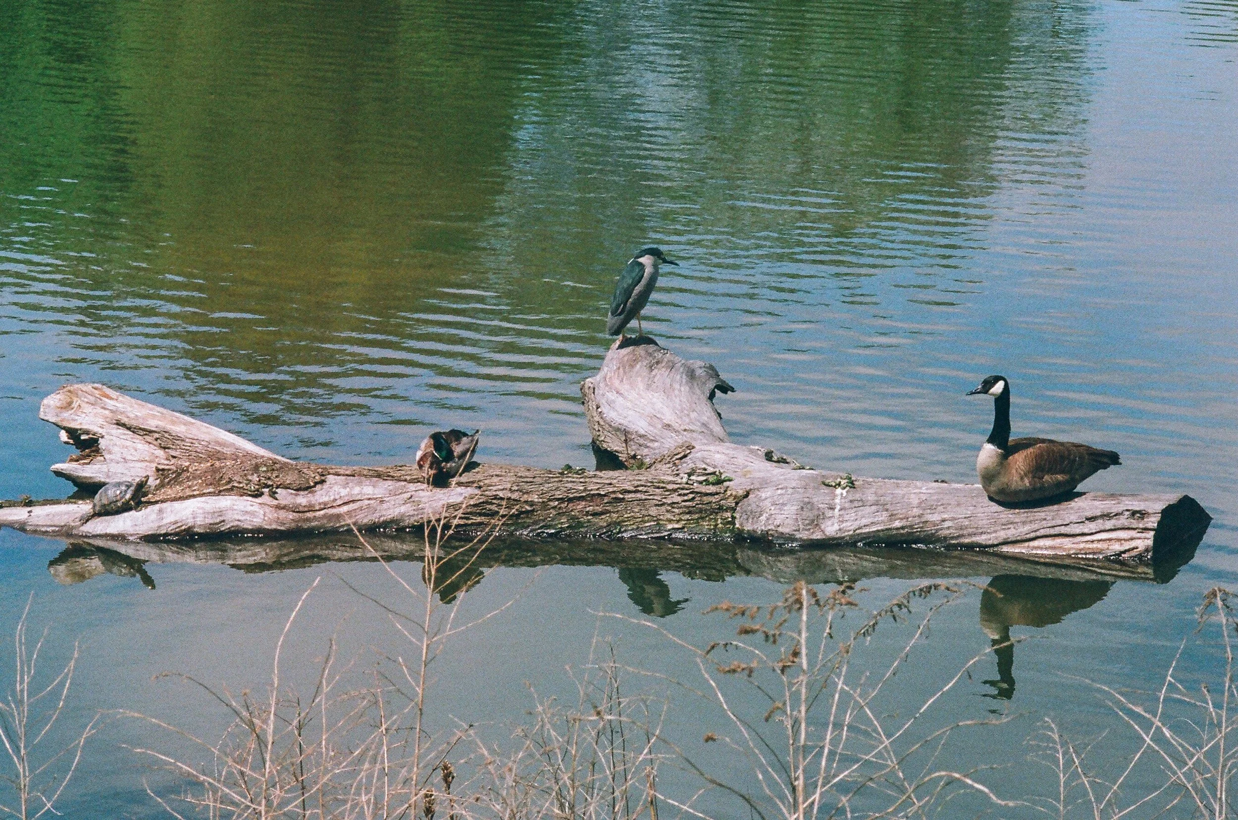 Chicago Bird Photography Contest — Chicago Ornithological Society