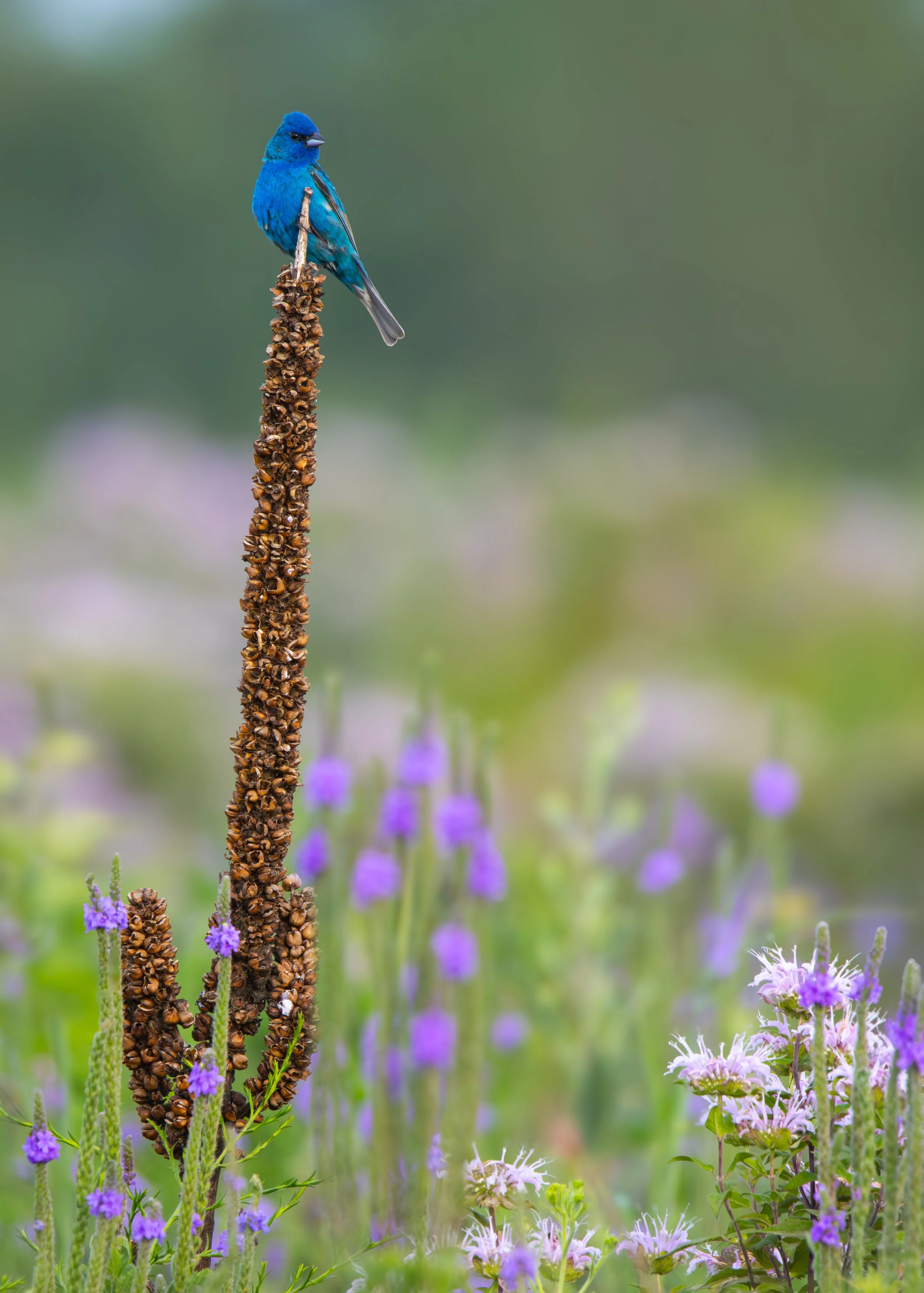 Chicago Bird Photography Contest — Chicago Ornithological Society