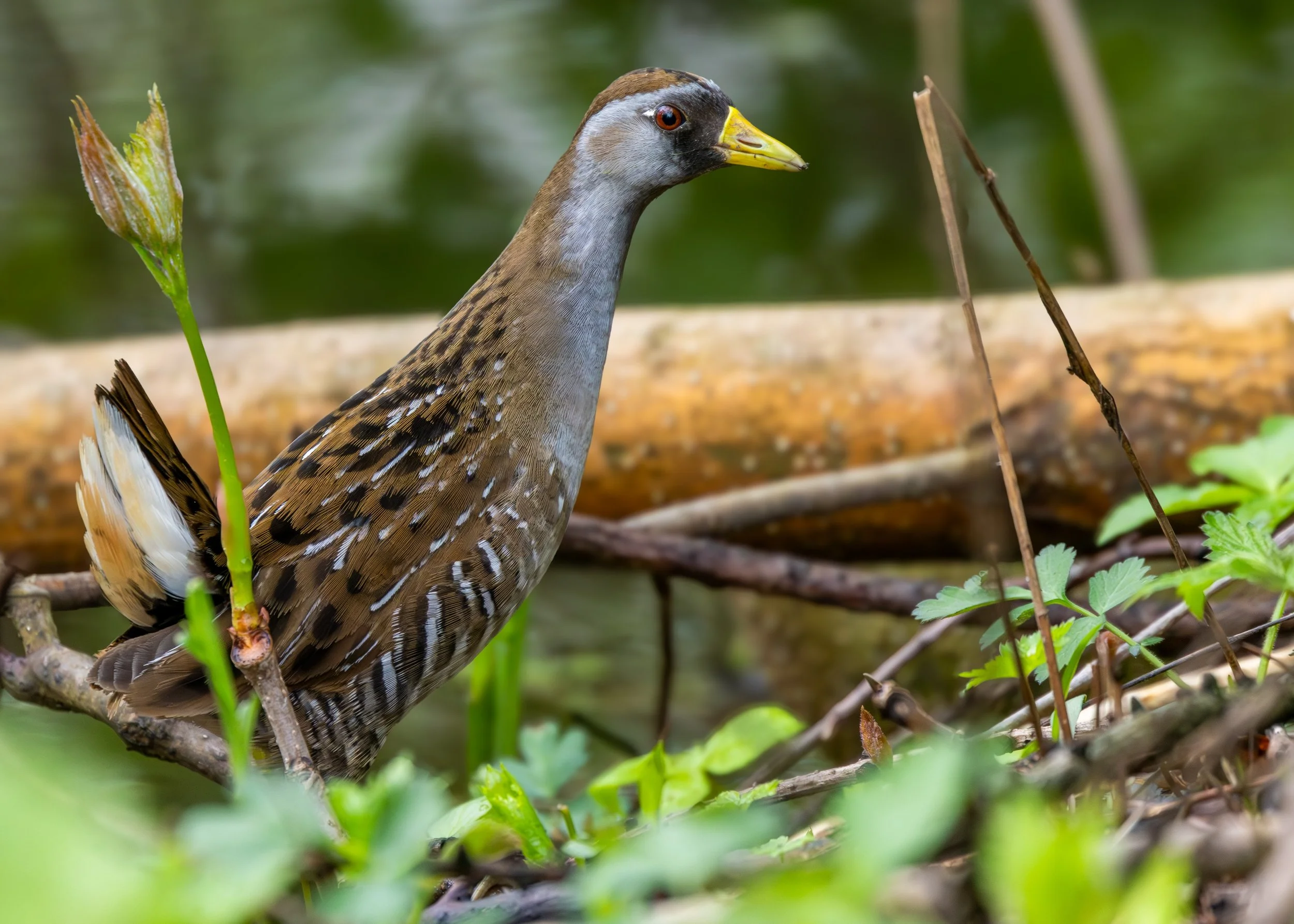 Chicago Bird Photography Contest — Chicago Ornithological Society