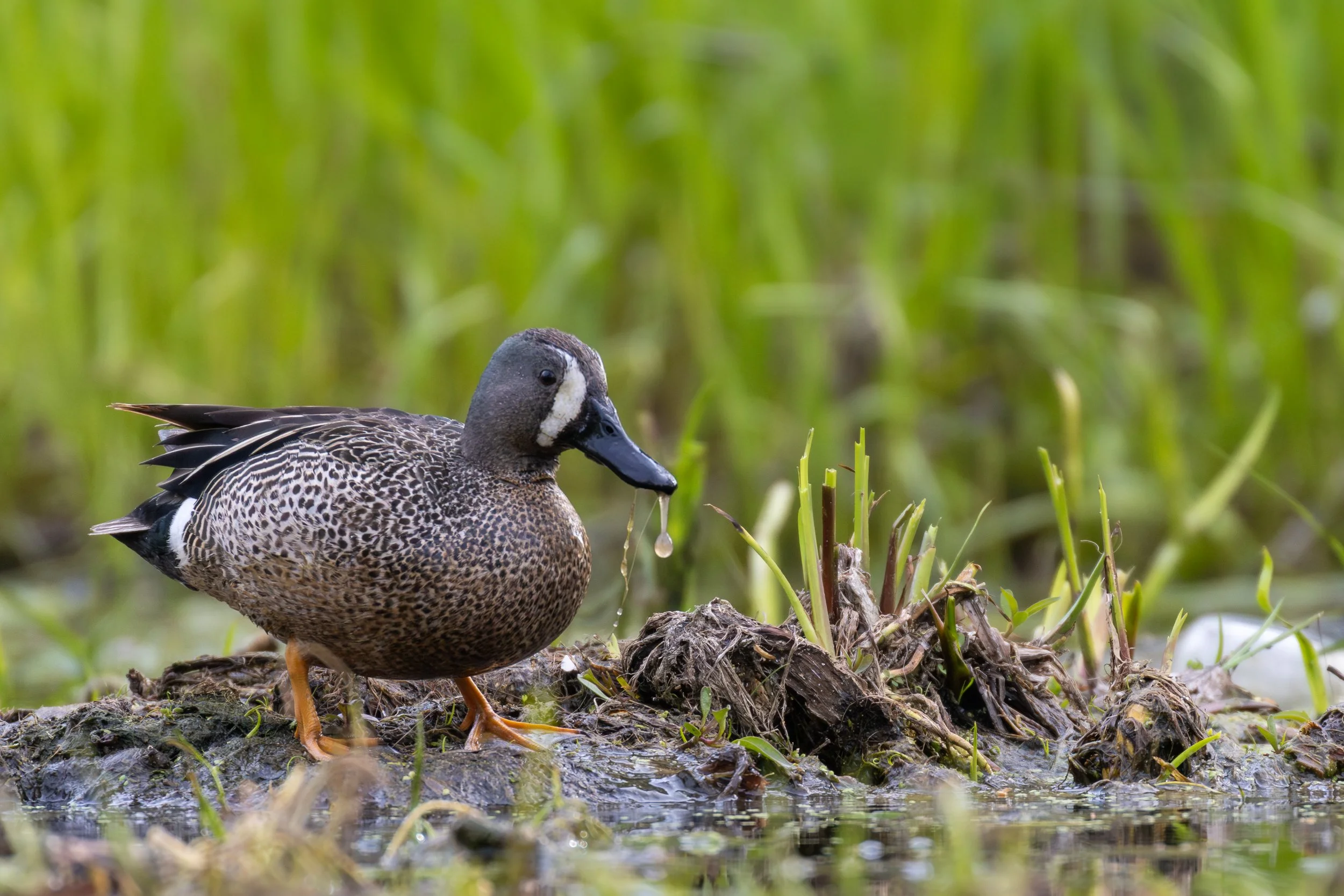 Chicago Bird Photography Contest — Chicago Ornithological Society