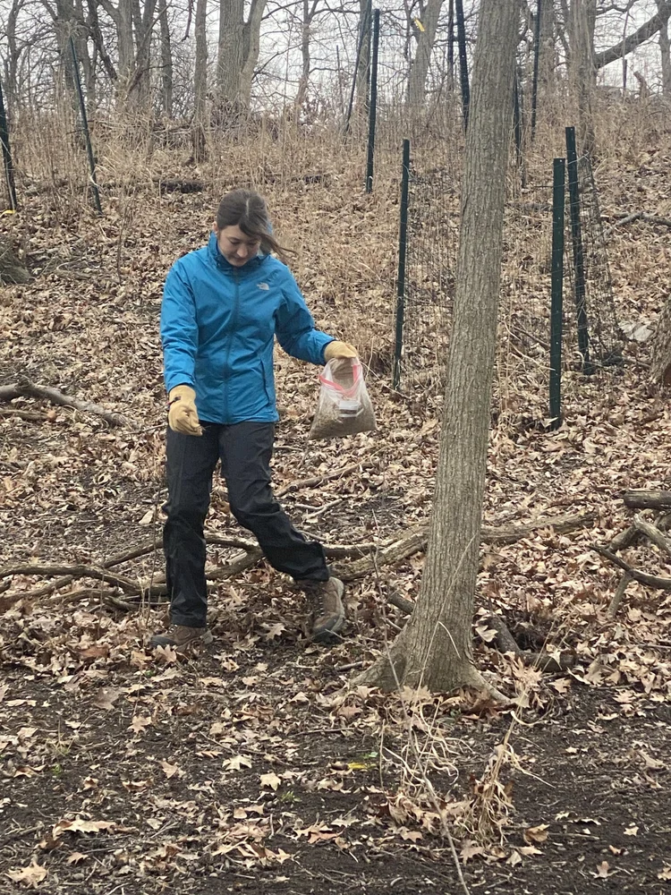 LaBagh Woods Project Update: The Urban Oasis — Chicago Ornithological ...