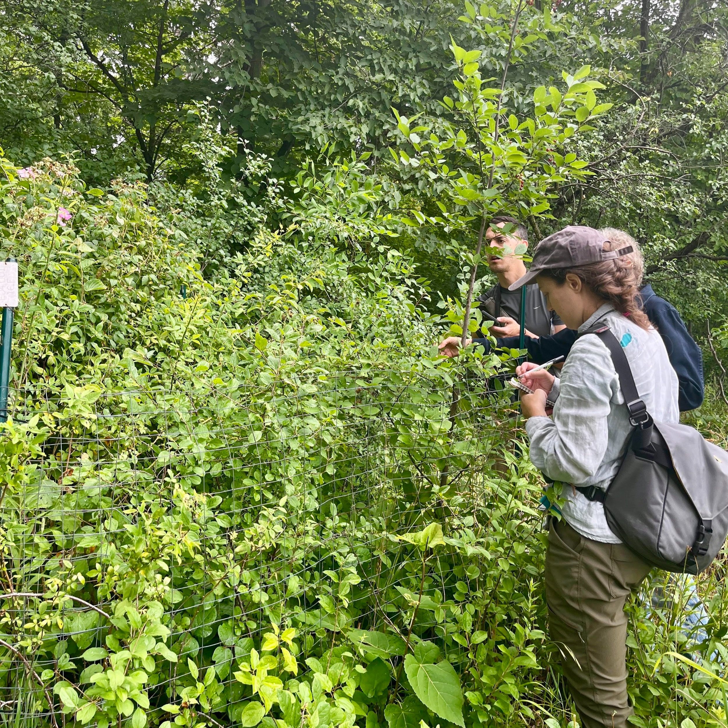 LaBagh Woods Stewardship Update — Chicago Ornithological Society