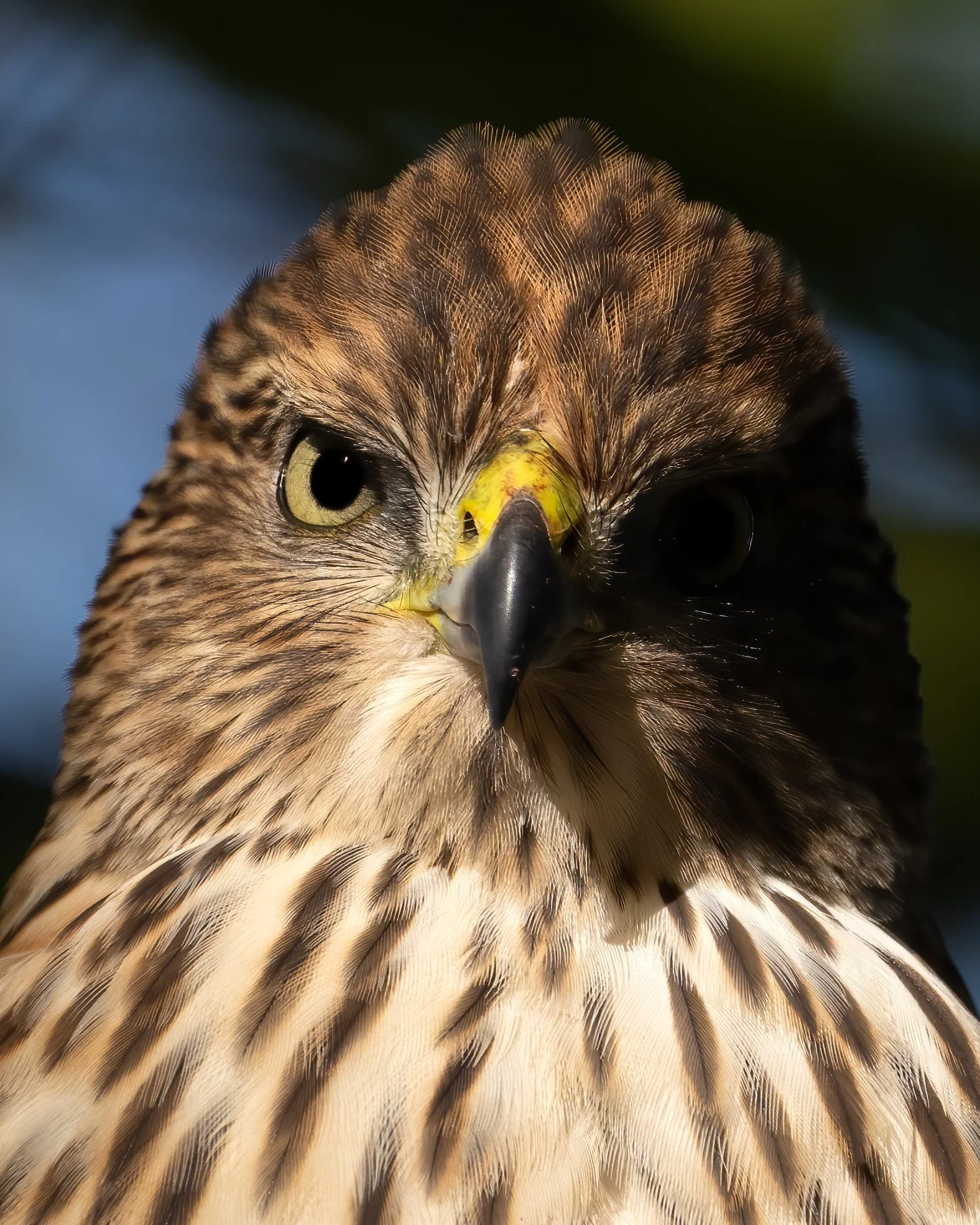 What Happens When a Duck Flies Upside Down? — Chicago Ornithological ...