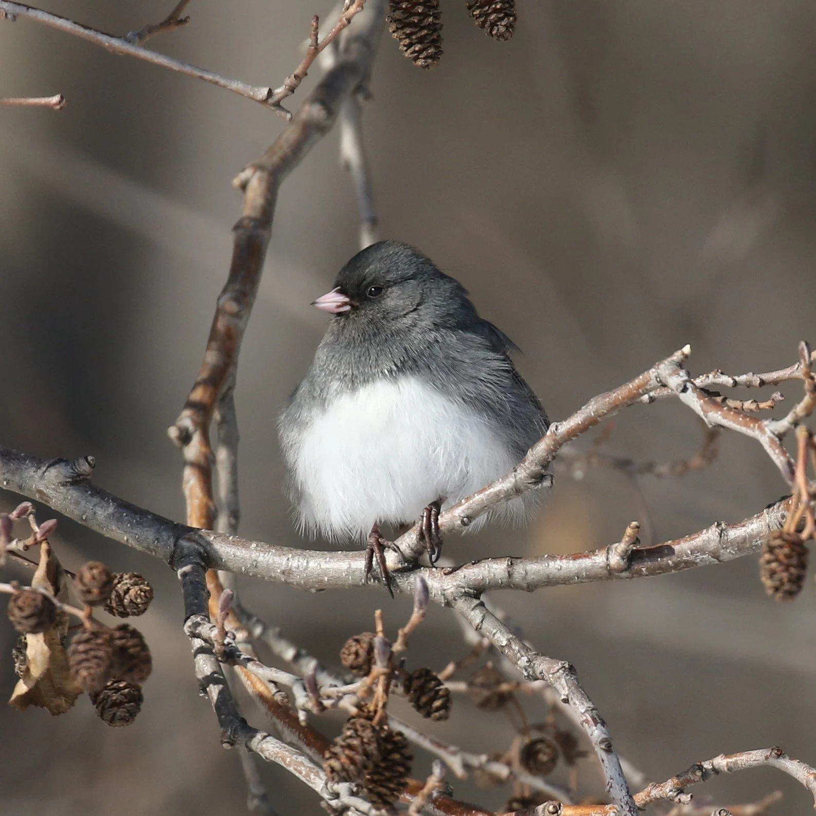 Field Trips and Events — Chicago Ornithological Society