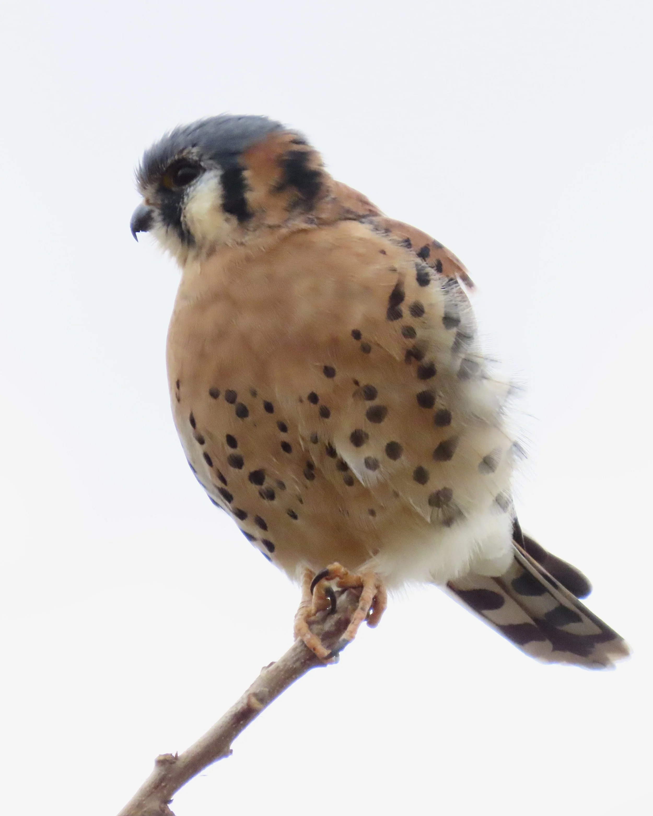 Field Trip Report: Jackson Park — Chicago Ornithological Society
