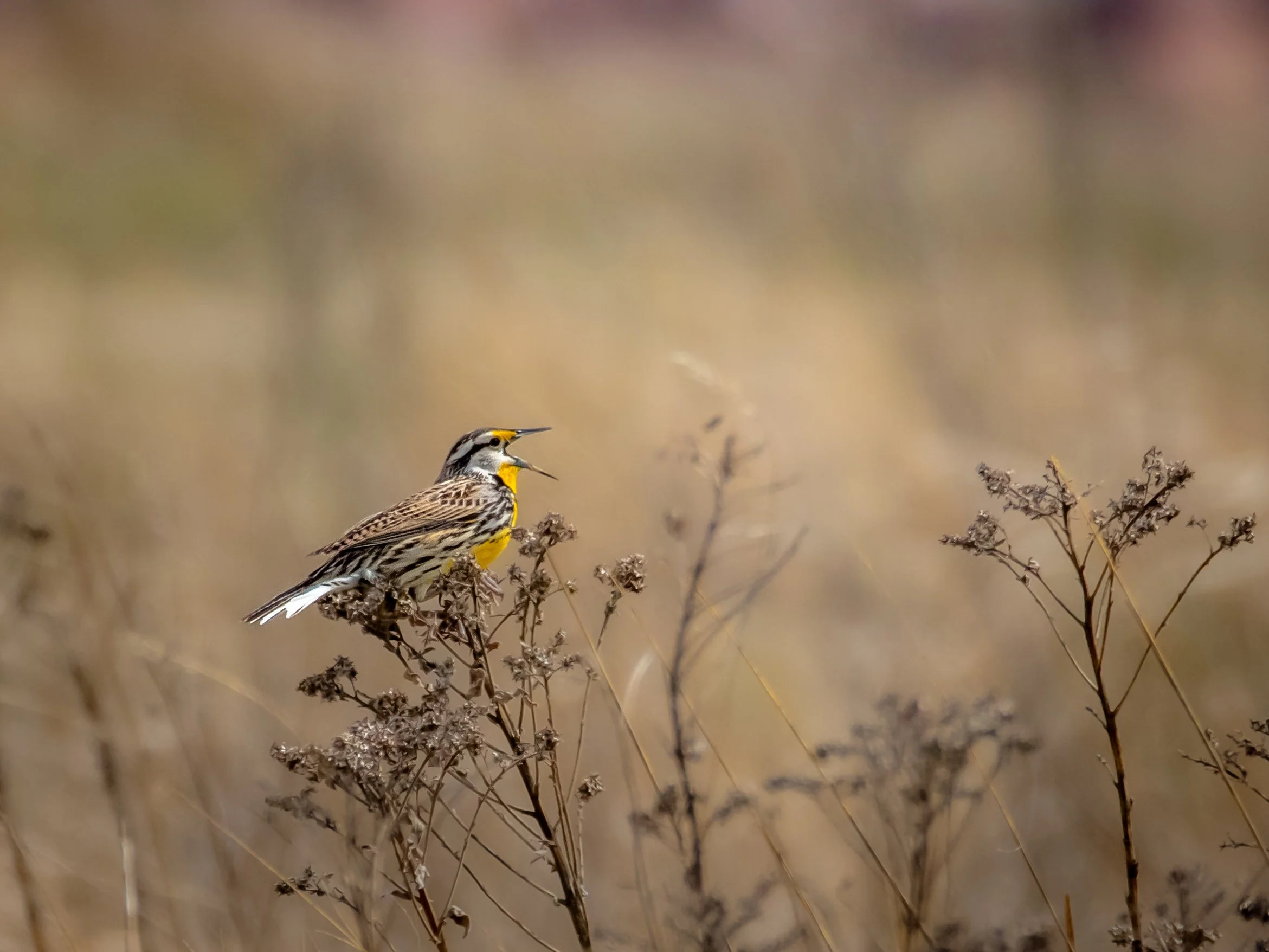 The Careful Observer of Park 566 — Chicago Ornithological Society