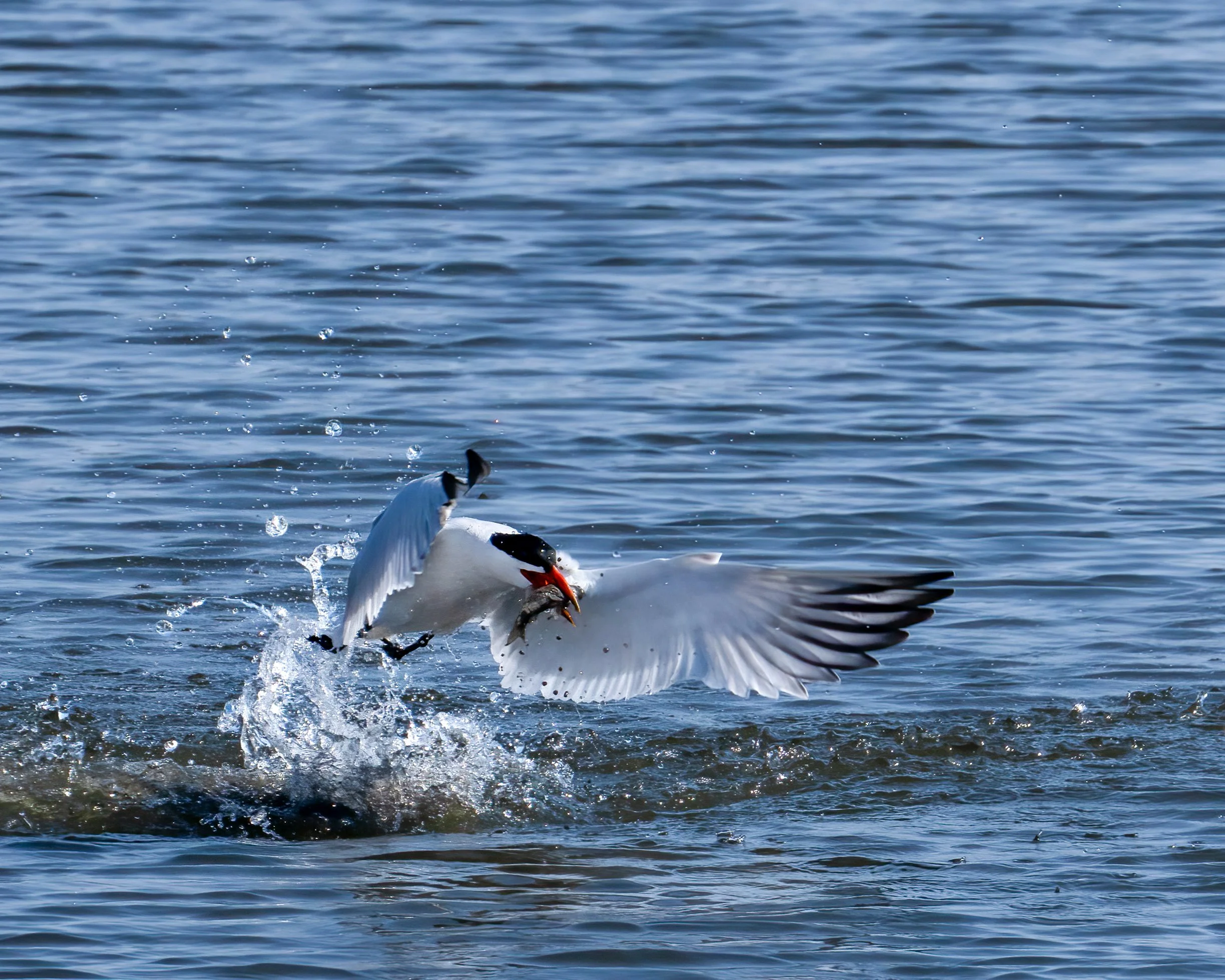 Field Trip Report: Humboldt Park After Work — Chicago Ornithological ...