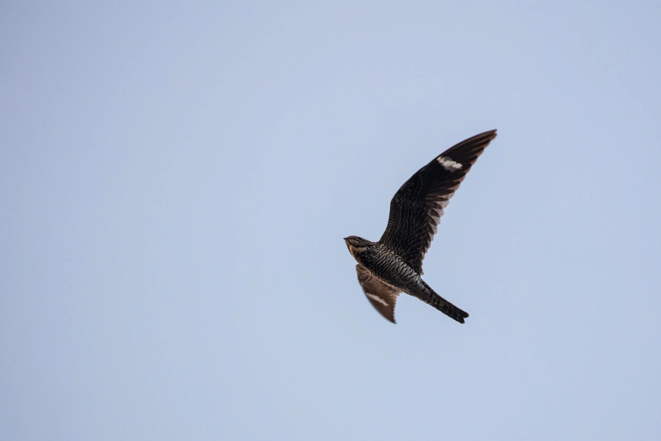 Why Common Nighthawks Like Ball Games (and Other Intriguing Facts About ...