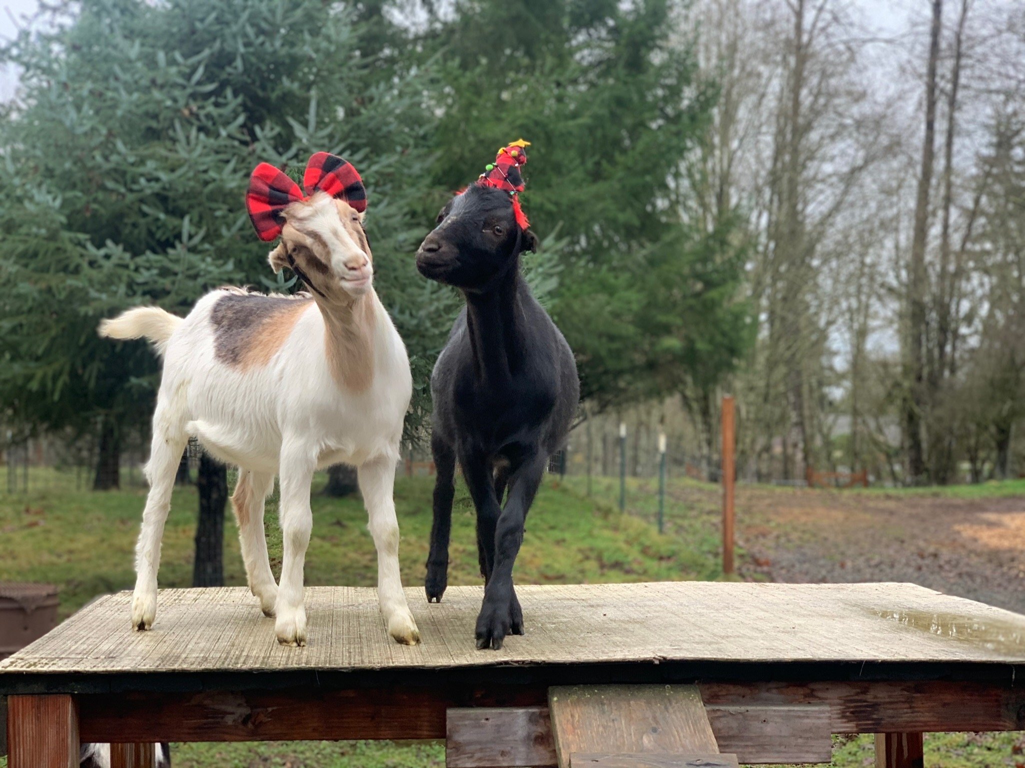Puget Sound Goat Rescue