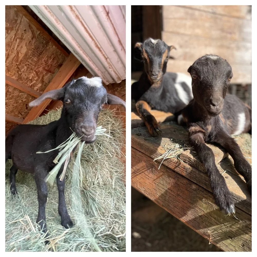 Baby Spanish Goats