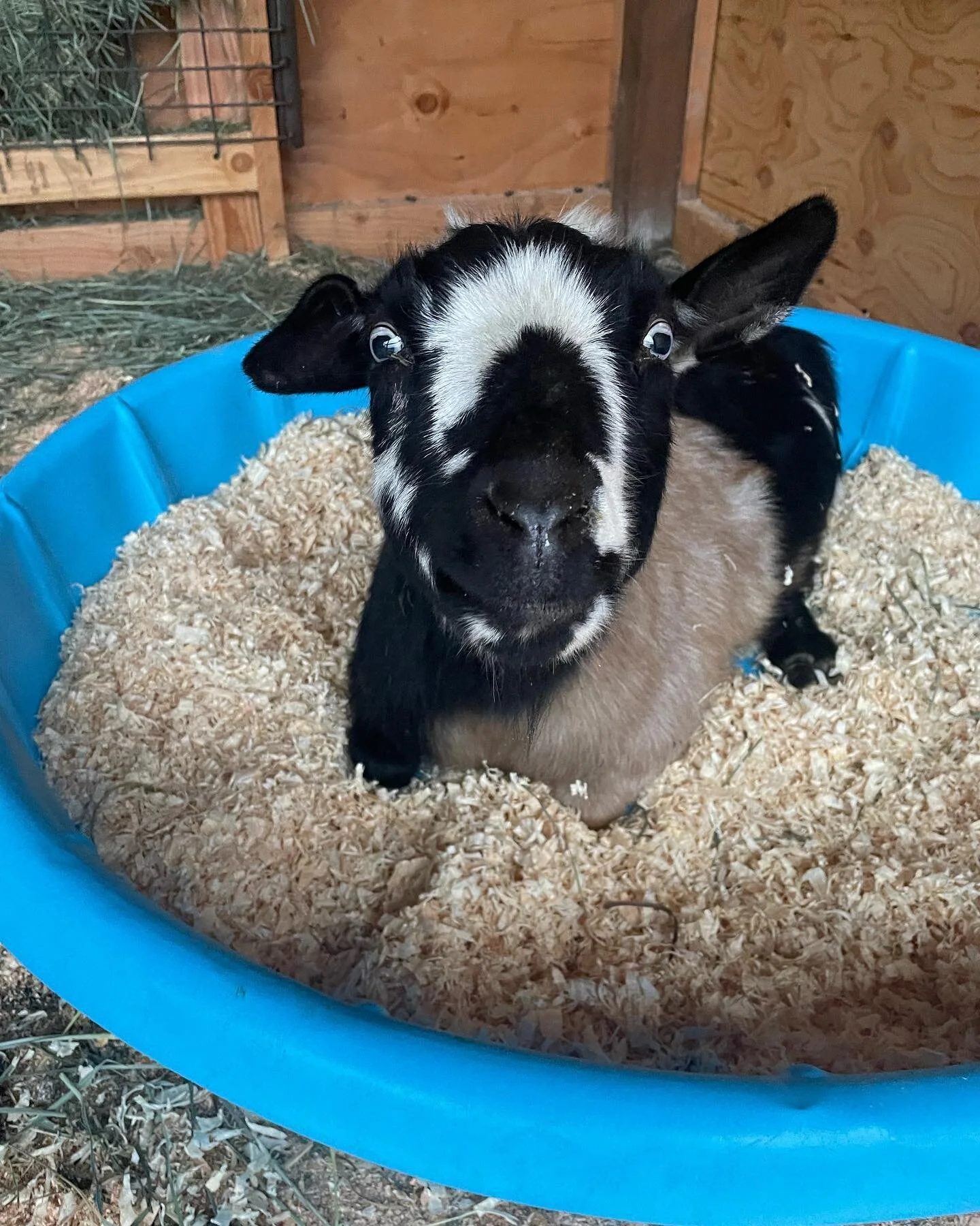 Puget Sound Goat Rescue