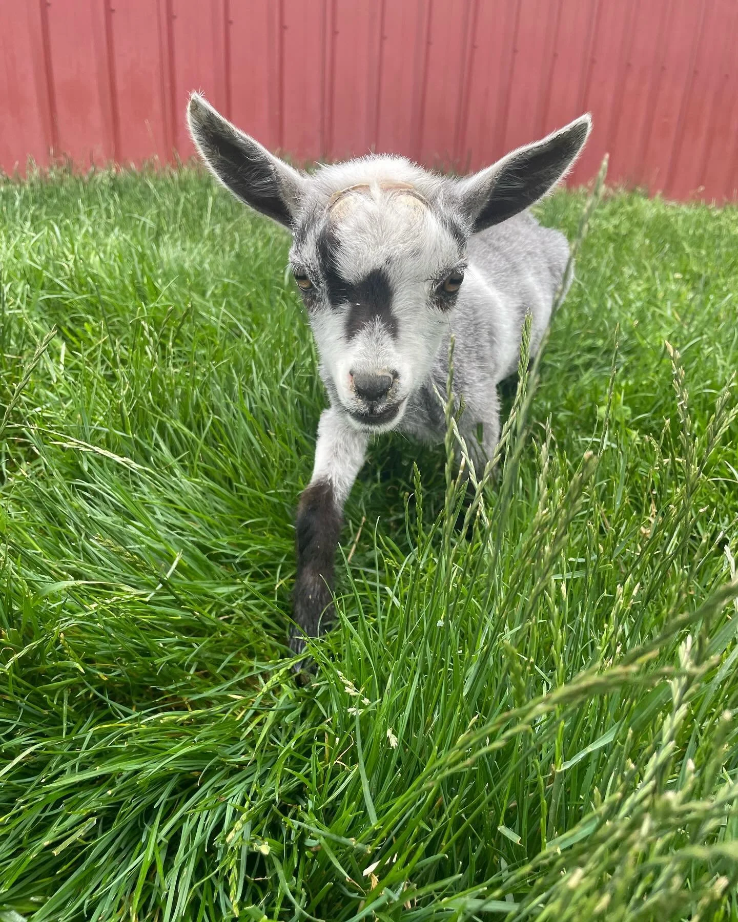 Puget Sound Goat Rescue