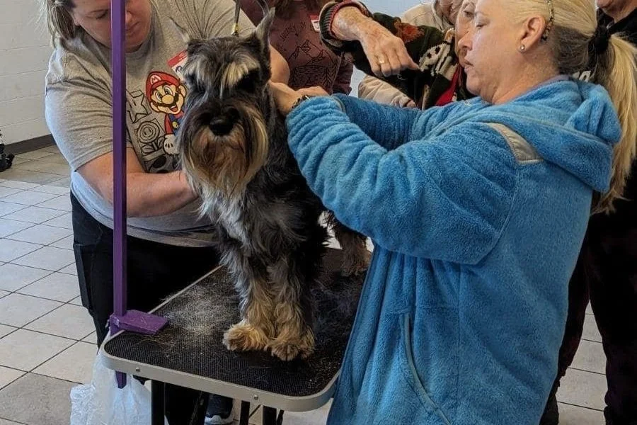 Springfield Side Kick Dog Training