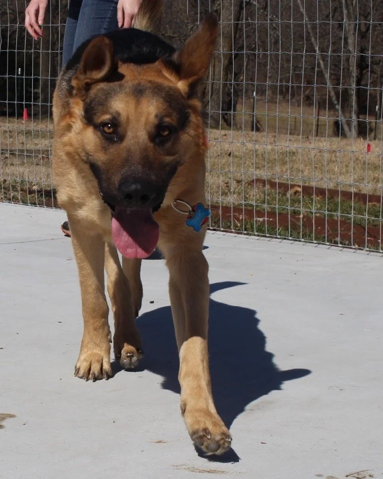 Grooming — Springfield Side Kick Dog Training