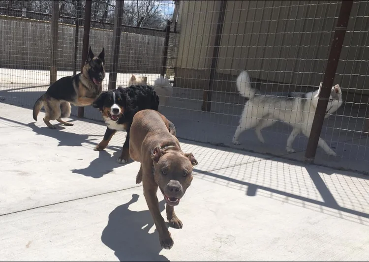 Springfield Side Kick Dog Training