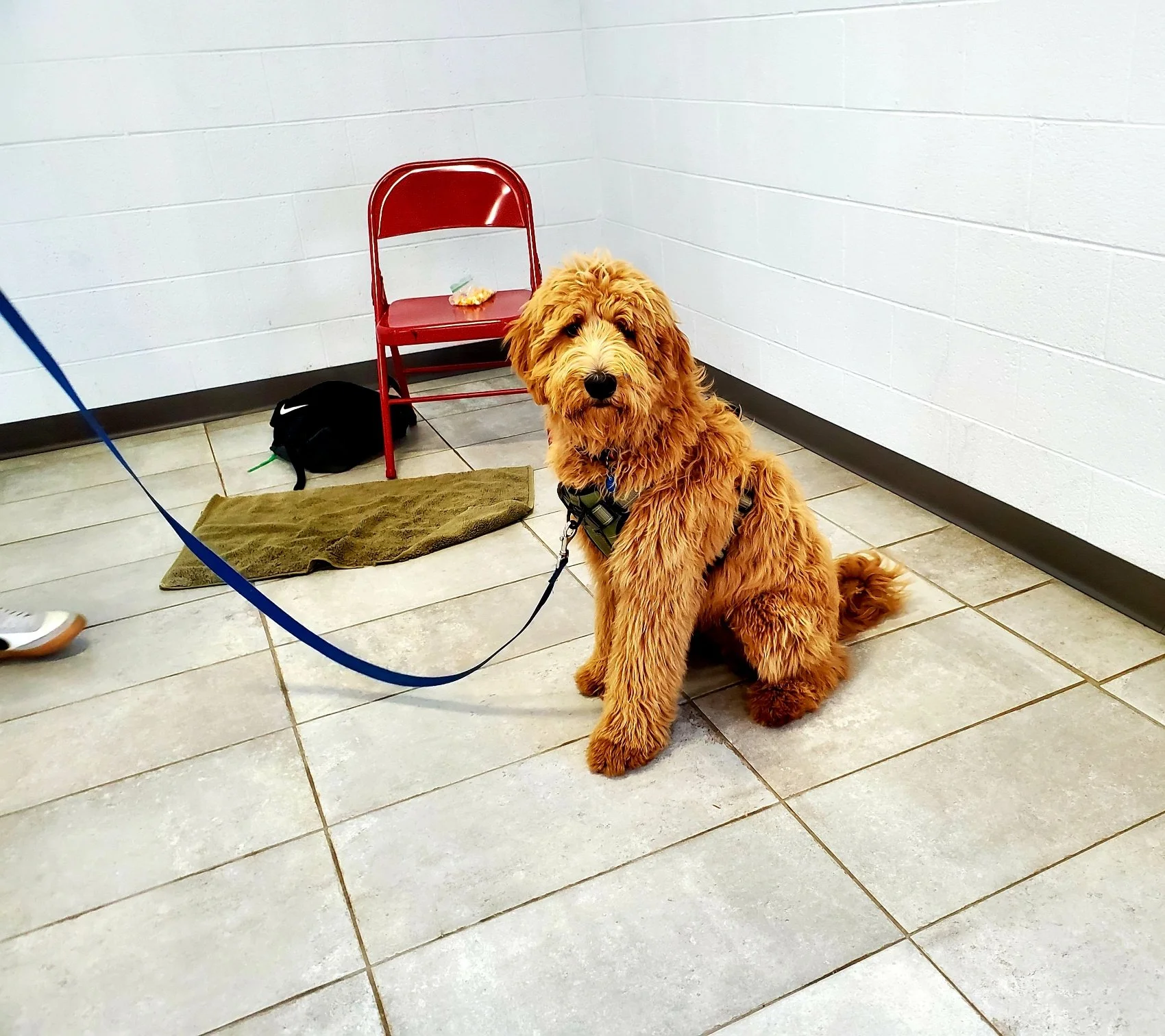 Grooming — Springfield Side Kick Dog Training