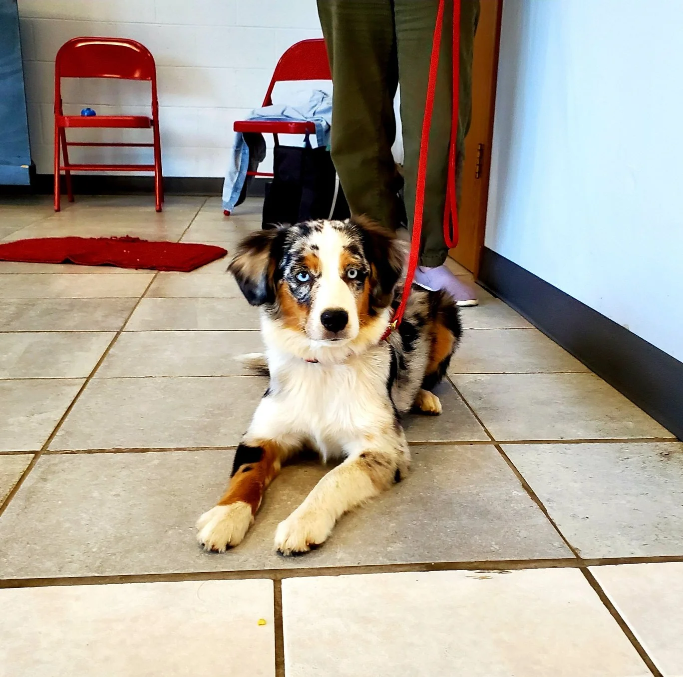 Springfield Side Kick Dog Training