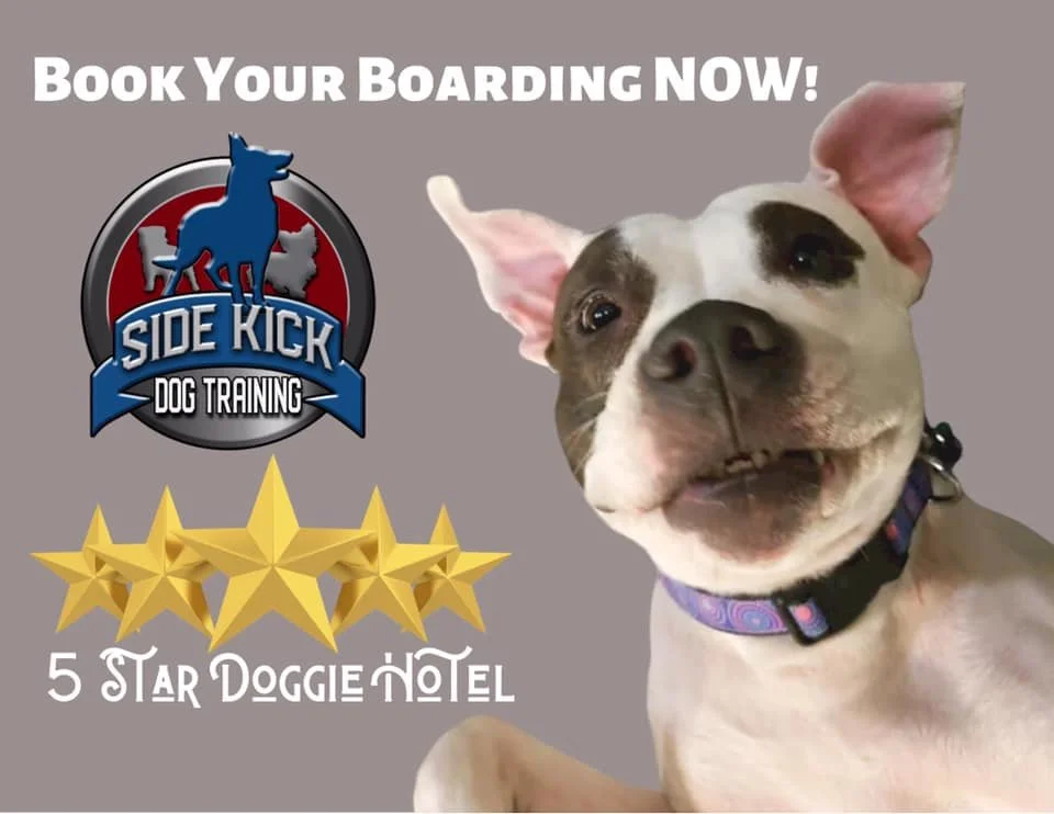 Springfield Side Kick Dog Training