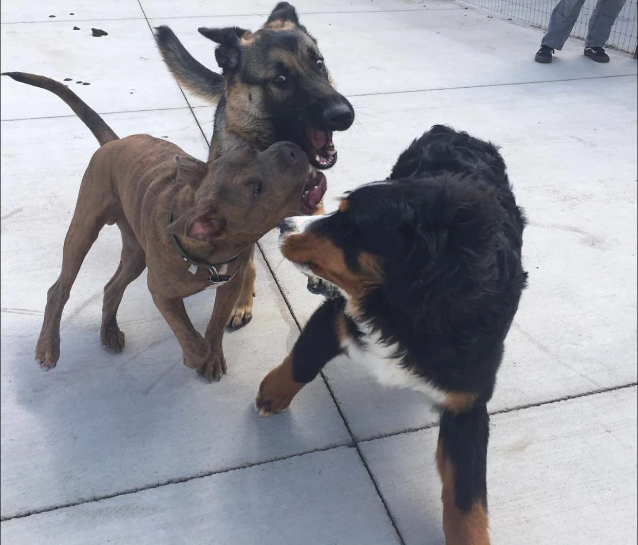 Springfield Side Kick Dog Training
