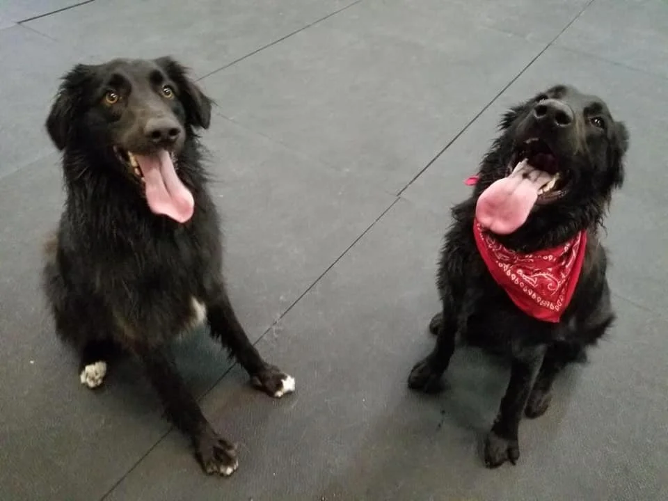 Springfield Side Kick Dog Training