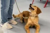 Springfield Side Kick Dog Training