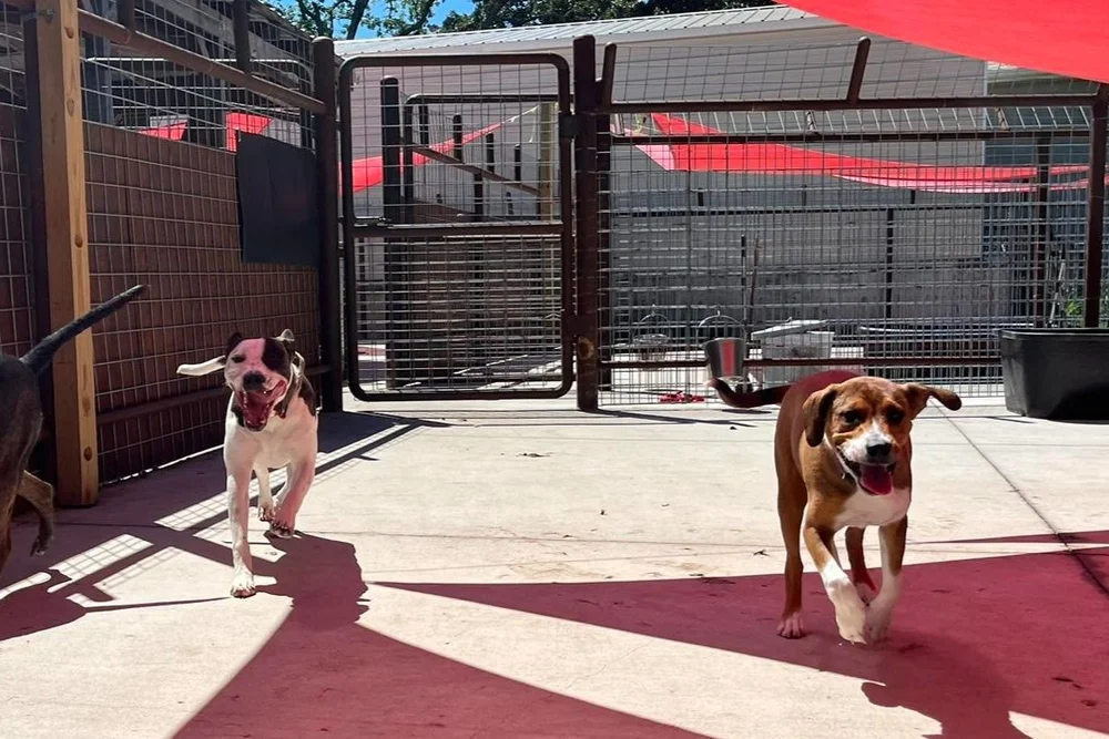 Springfield Side Kick Dog Training