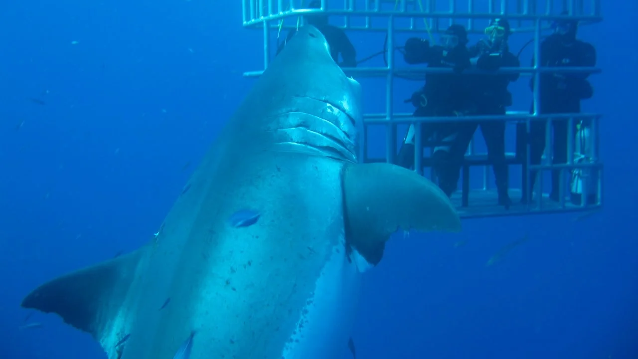 That's A Twenty Footer: 'Deep Blue' The Largest Great White Shark Ever ...