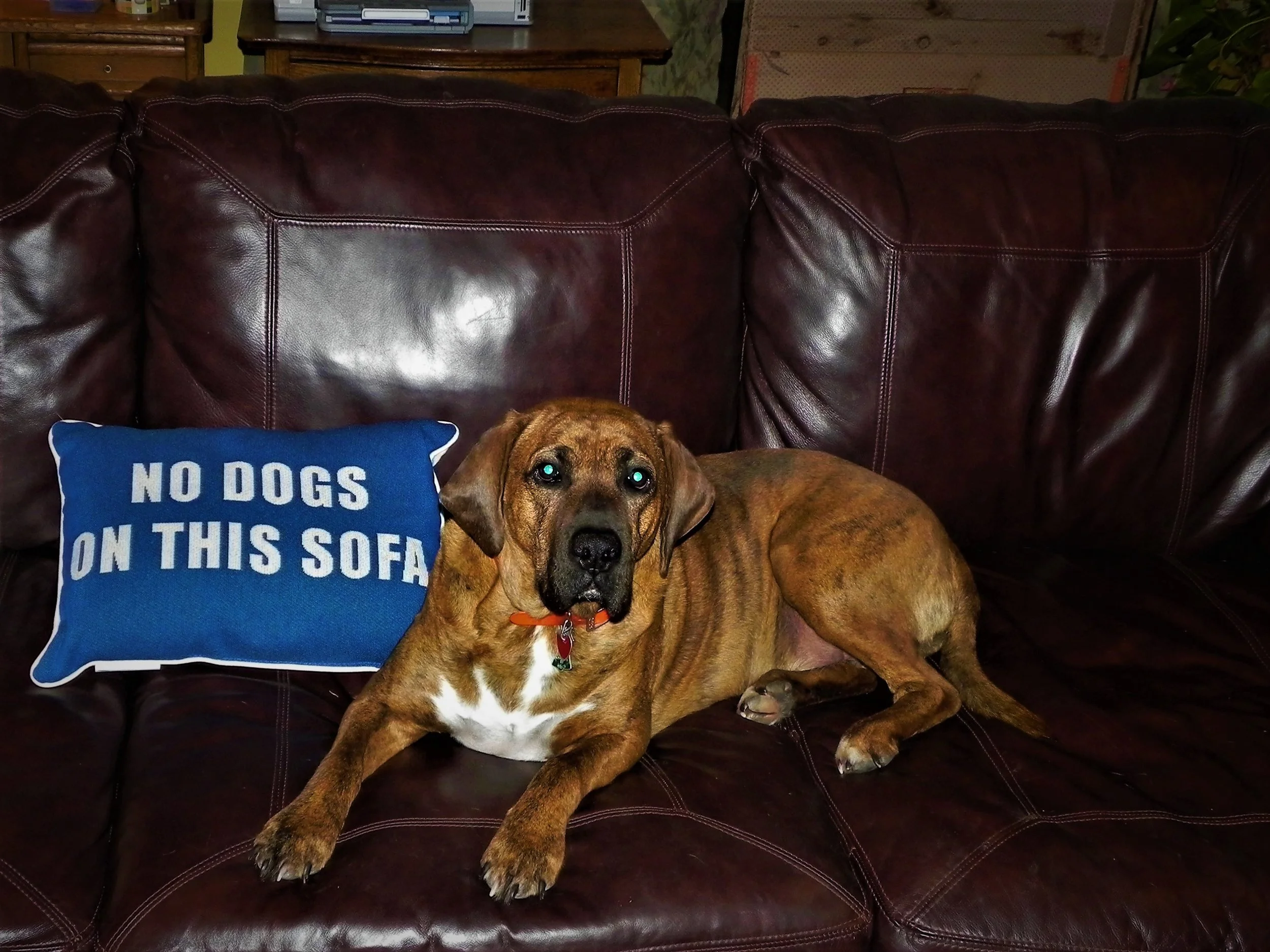 Dog is GOD spelled backwards PET FRIENDLY HOMES — Vermont Land Broker