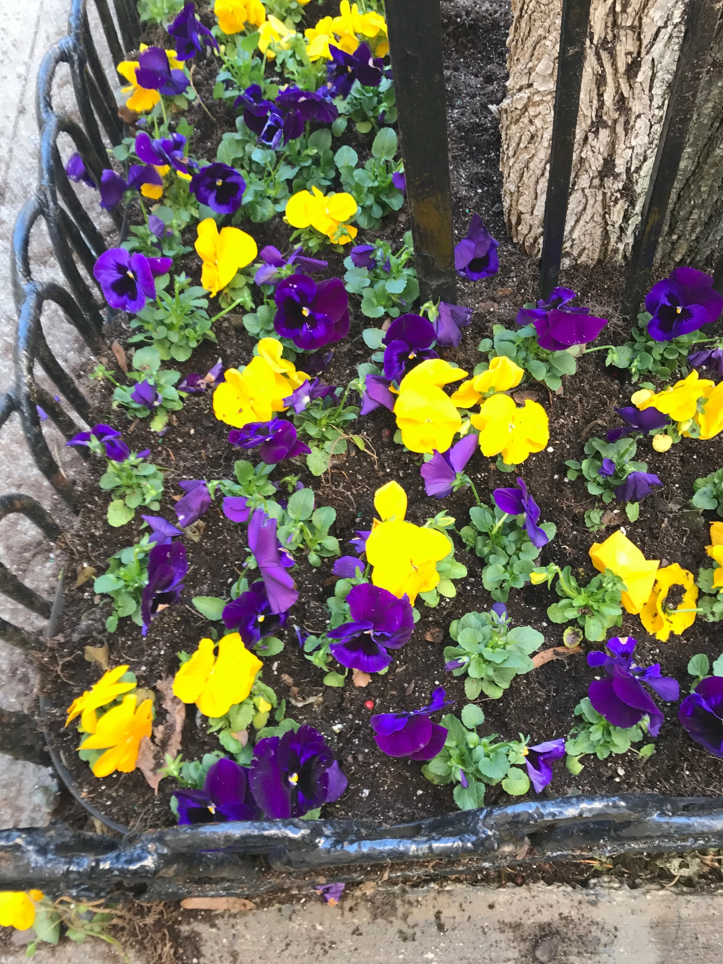 Tree plots — FLORÉAL