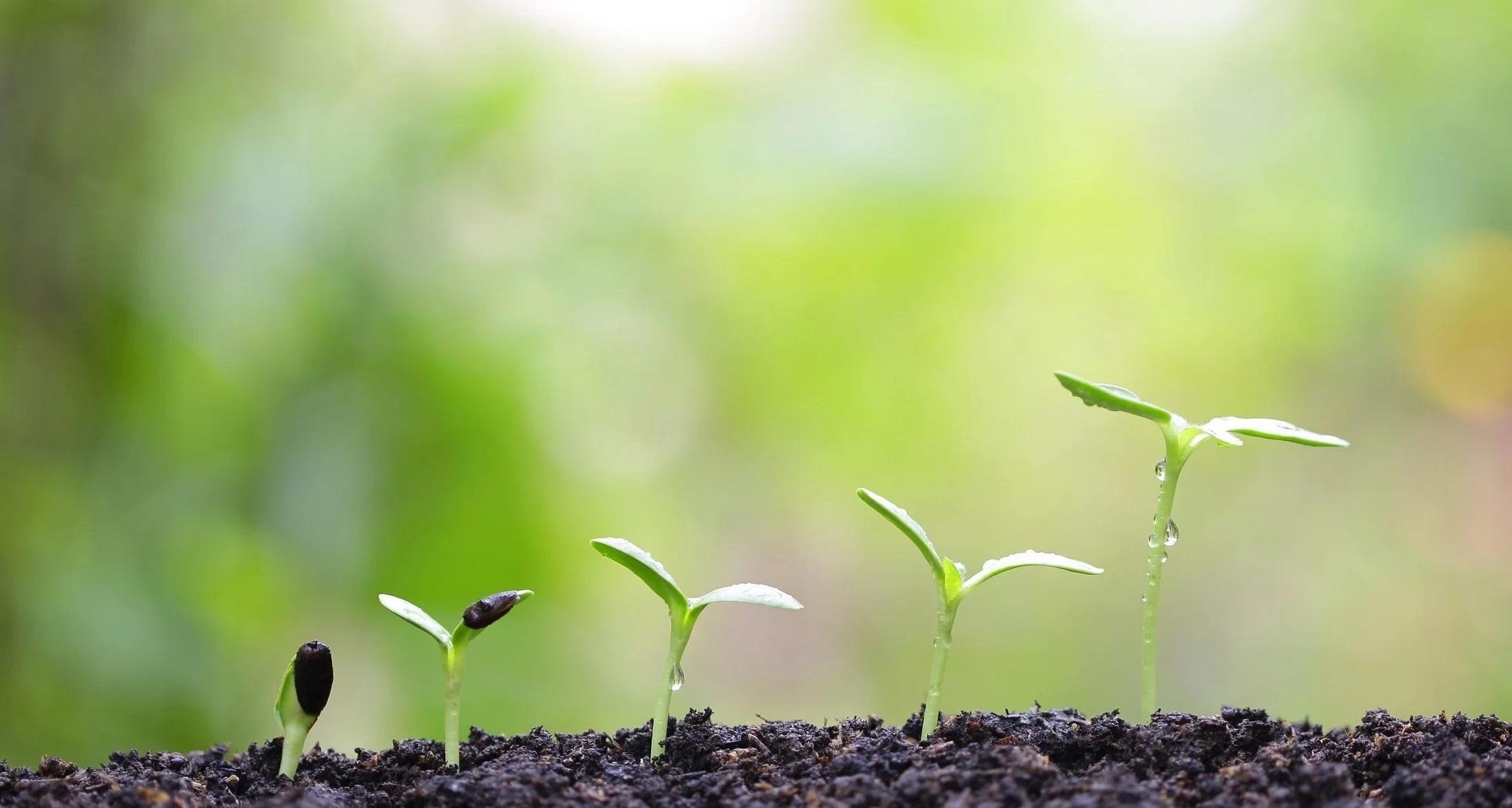 About Sprout — Sprout Pediatrics