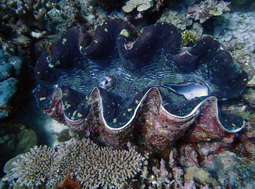 Giant Clam Clipart