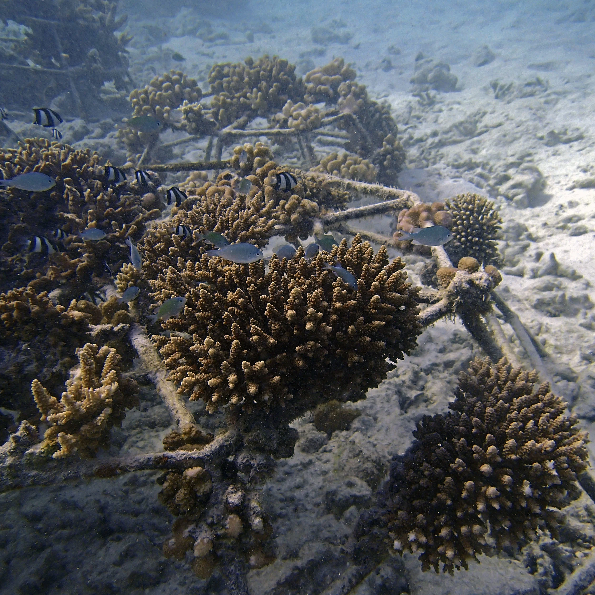 coral culture in situ — Coral Reef Diagnostics