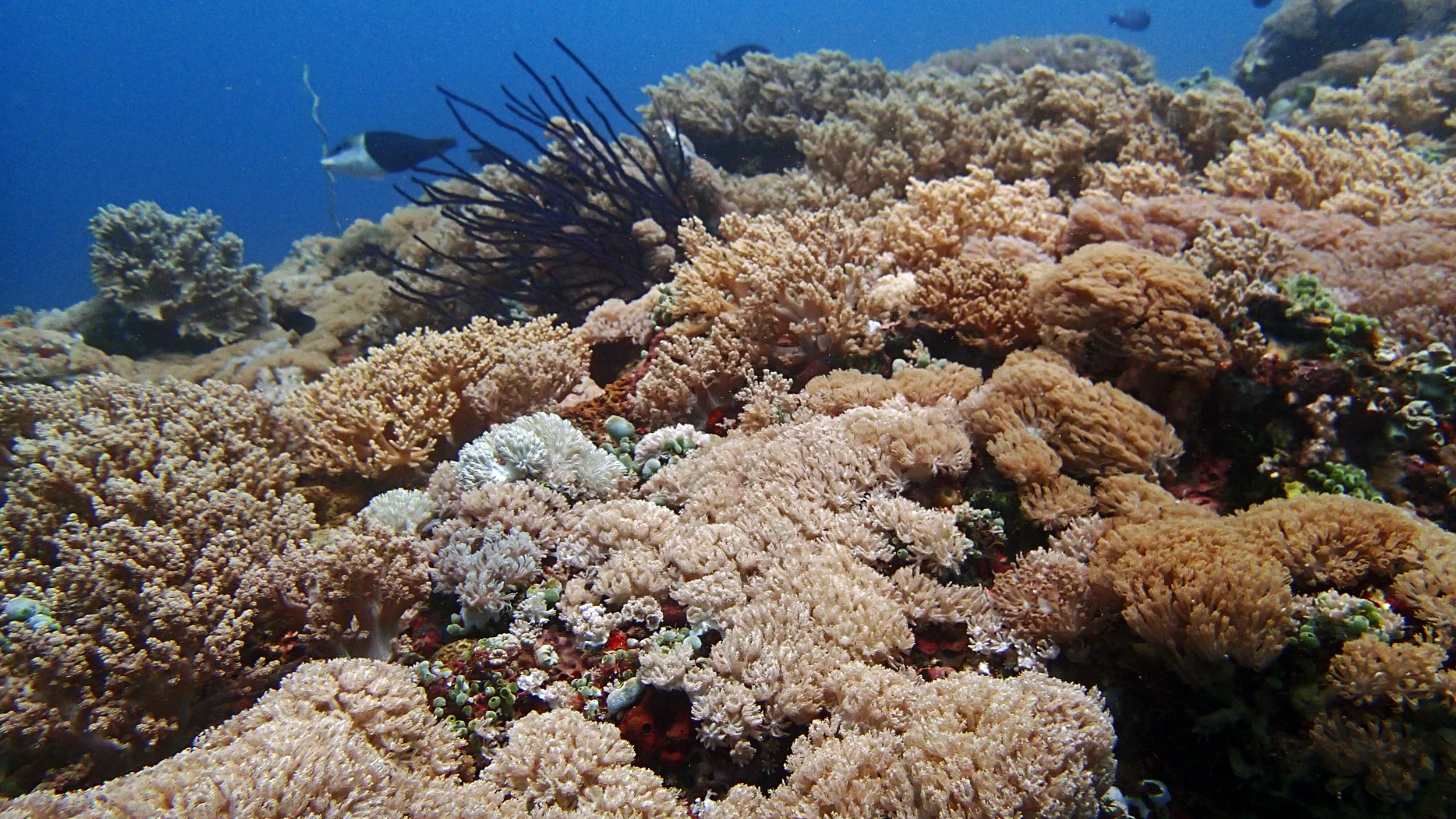 Soft Coral Photos | Coral Reef Diagnostics — Coral Reef Diagnostics