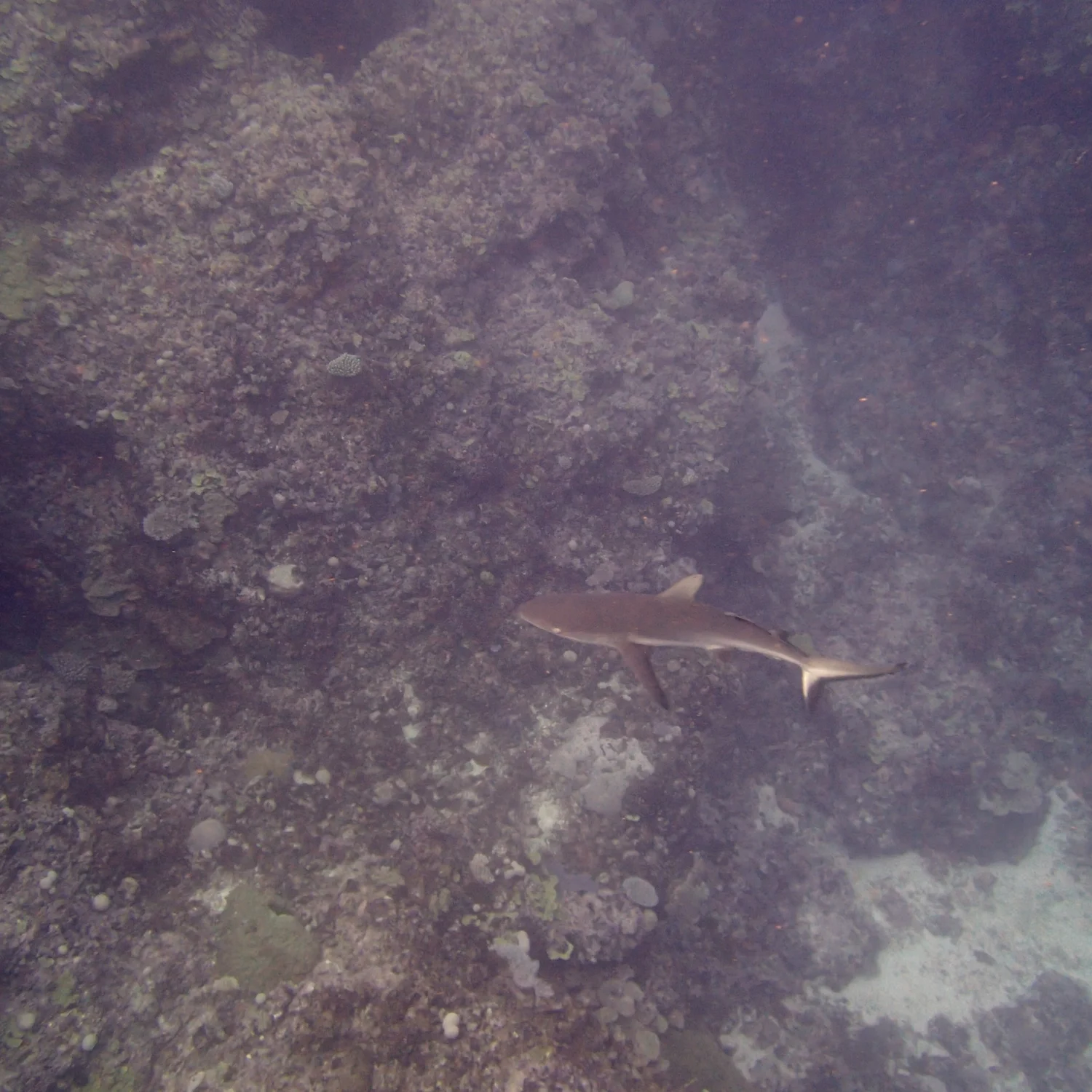 Cook Reef Survey Data | Coral Reef Diagnostics — Coral Reef Diagnostics