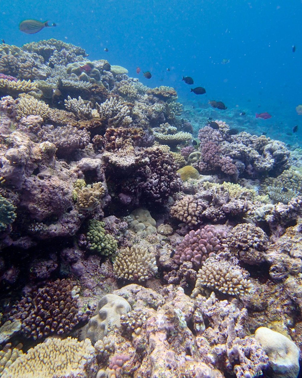 Gilbert Atoll Reef Surveys | Coral Reef Diagnostics — Coral Reef ...