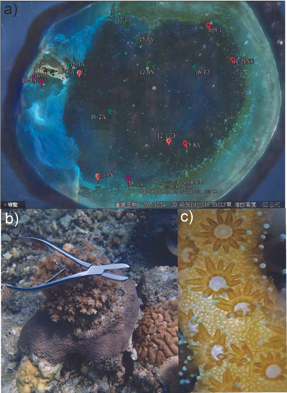 Dongsha Atoll Coral Bleaching Research | South China Sea — Coral Reef ...