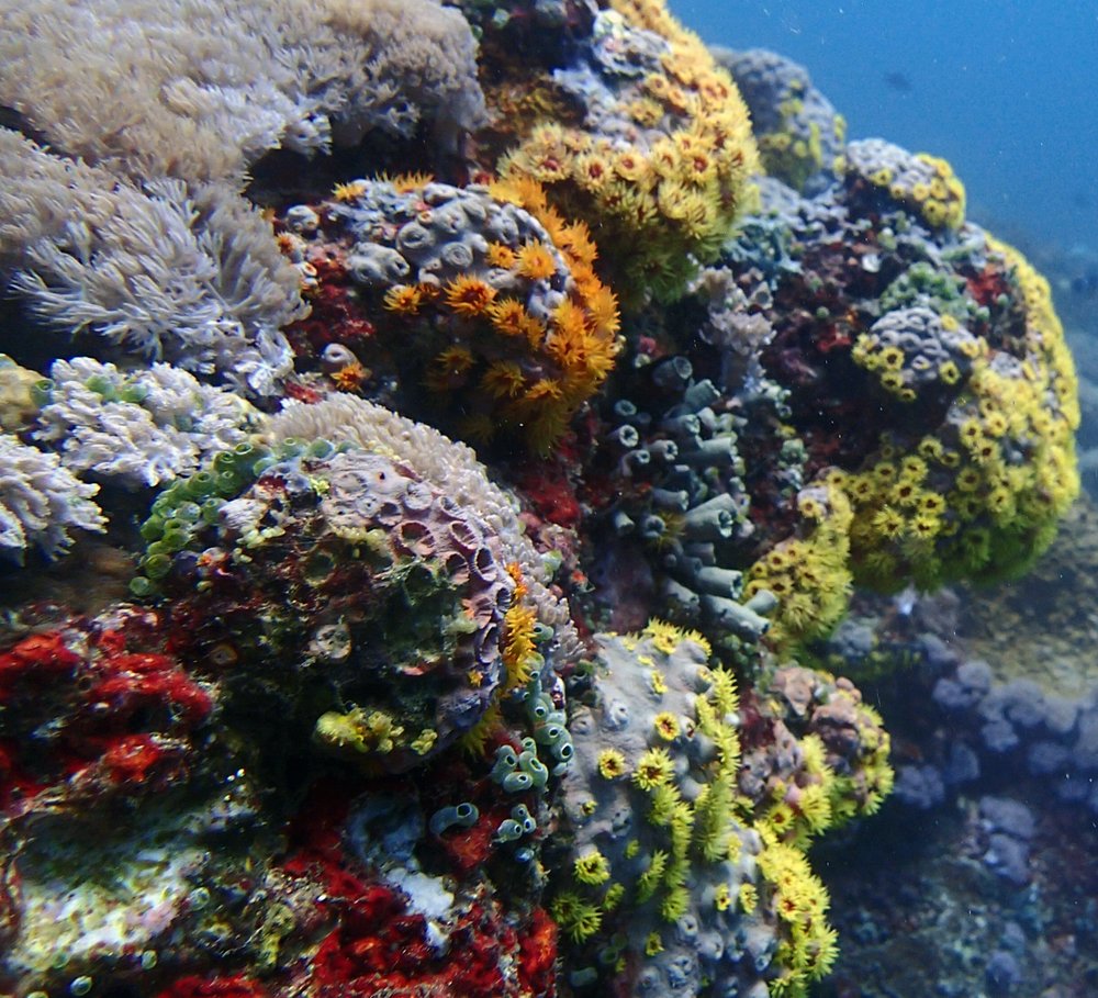 Anilao Philippines — Coral Reef Diagnostics