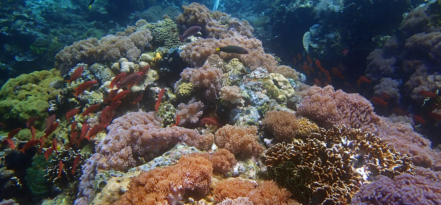 Anilao Philippines Coral Reef Research | Coral Reef Diagnostics — Coral ...