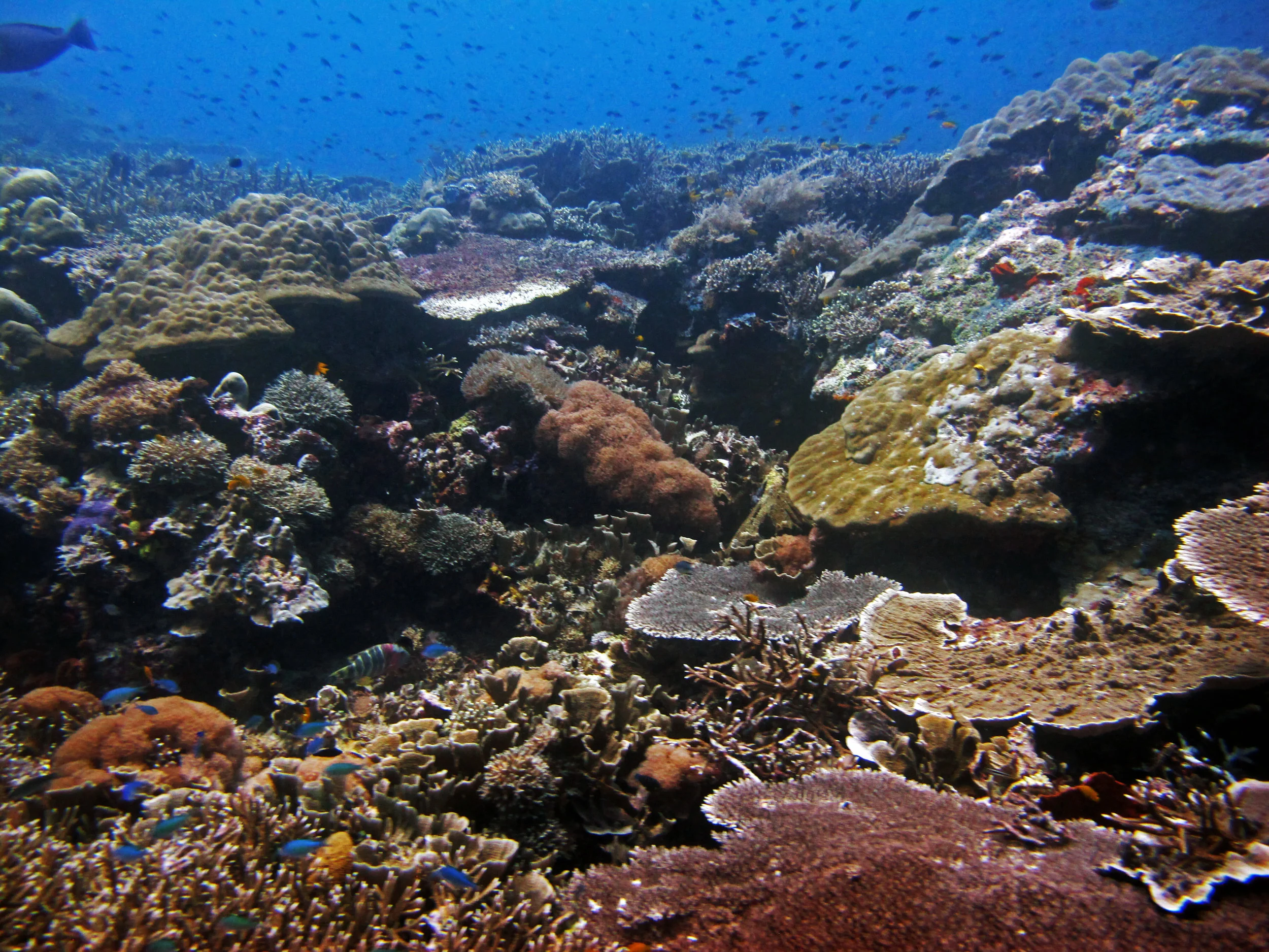 The world's most beautiful coral reefs — Coral Reef Diagnostics