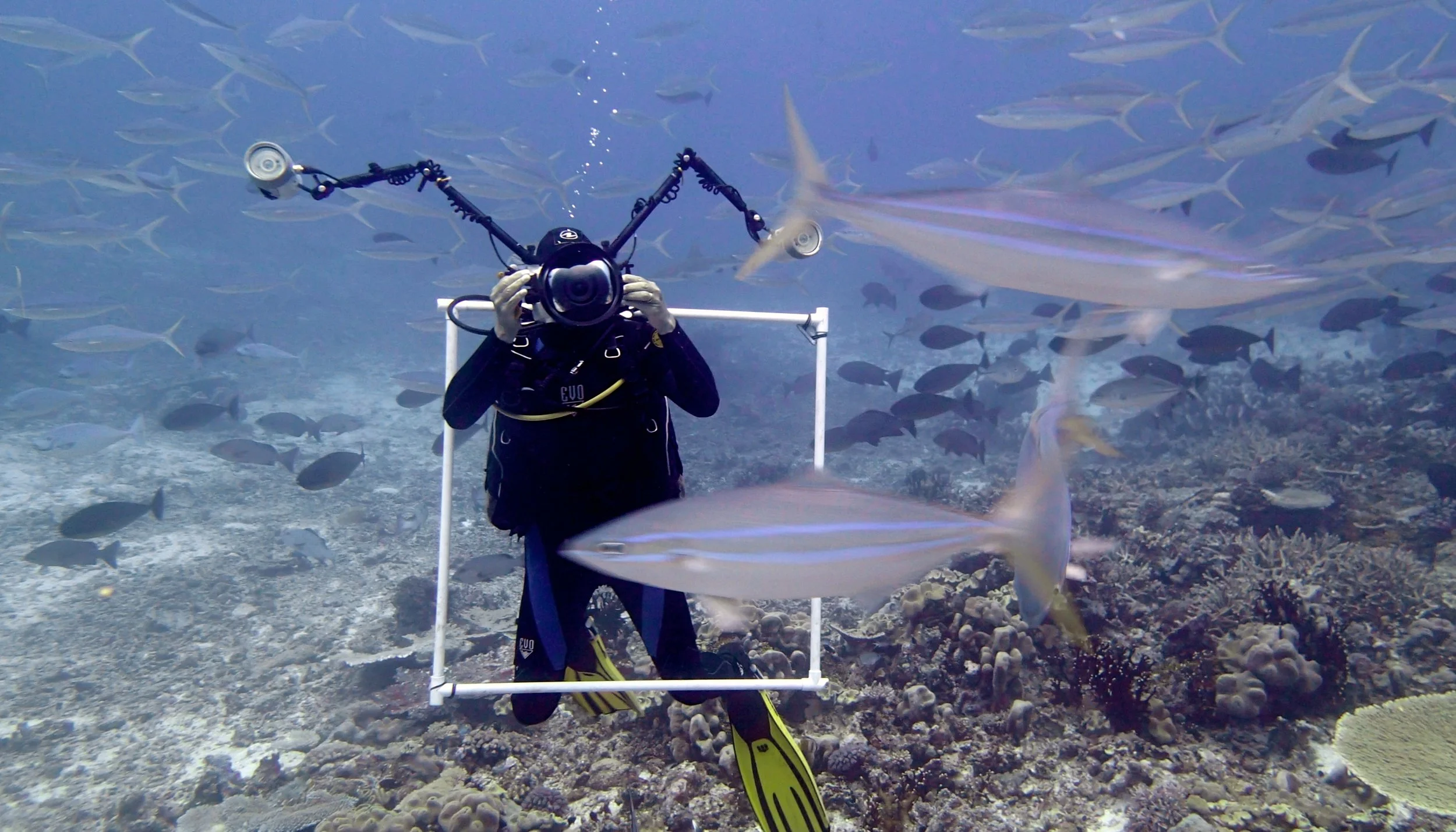 Wood and Yule Detached Reefs (2014-9-21 to 9-23) — Coral Reef Diagnostics