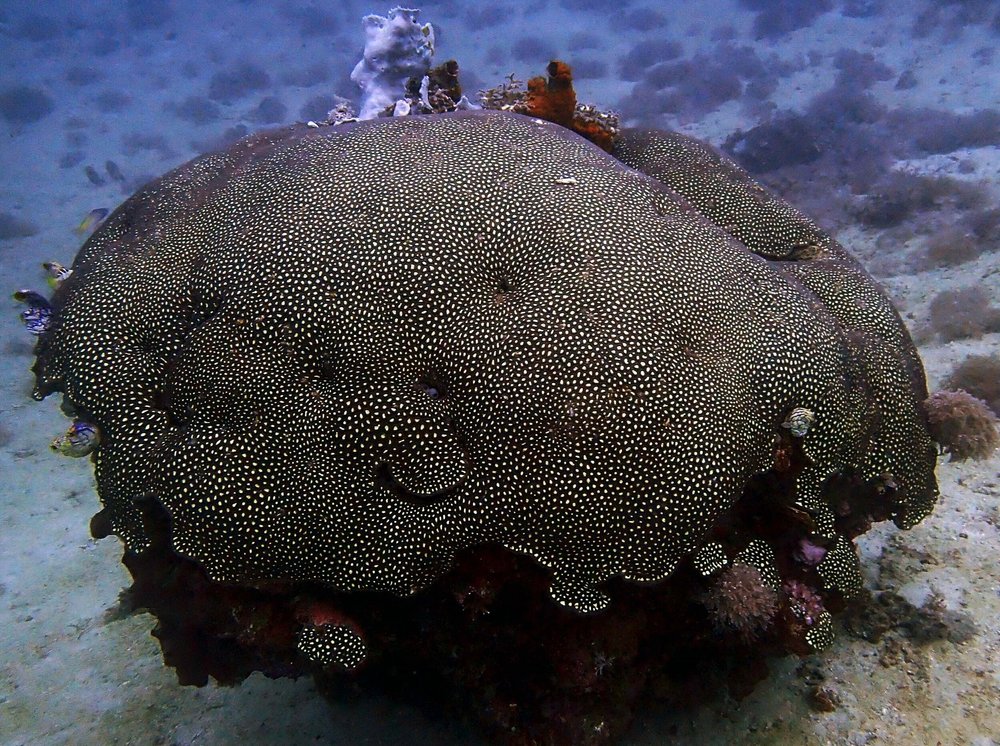 Coral photo of the week (2020) — Coral Reef Diagnostics