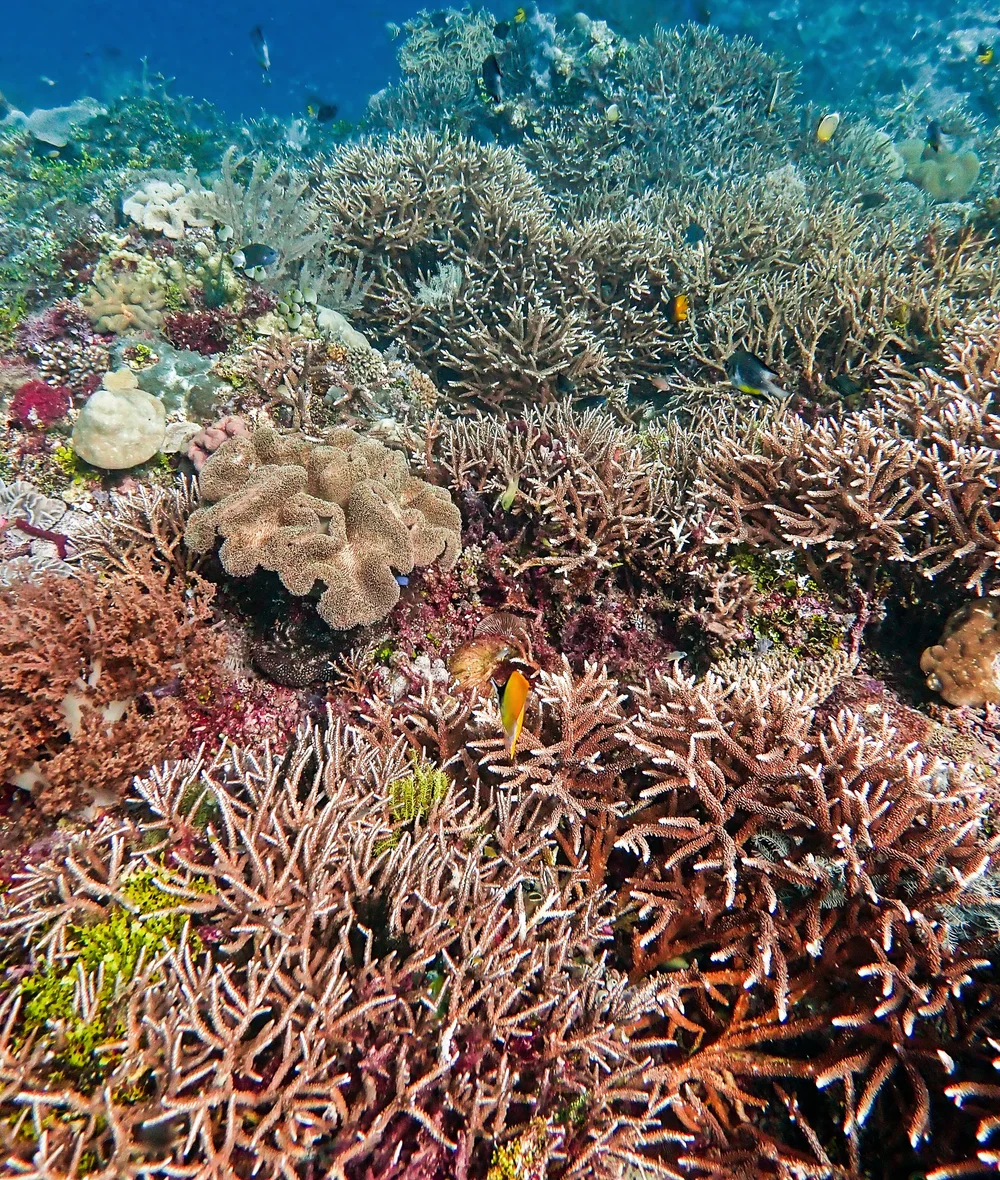 Coral photo of the week (2024) — Coral Reef Diagnostics