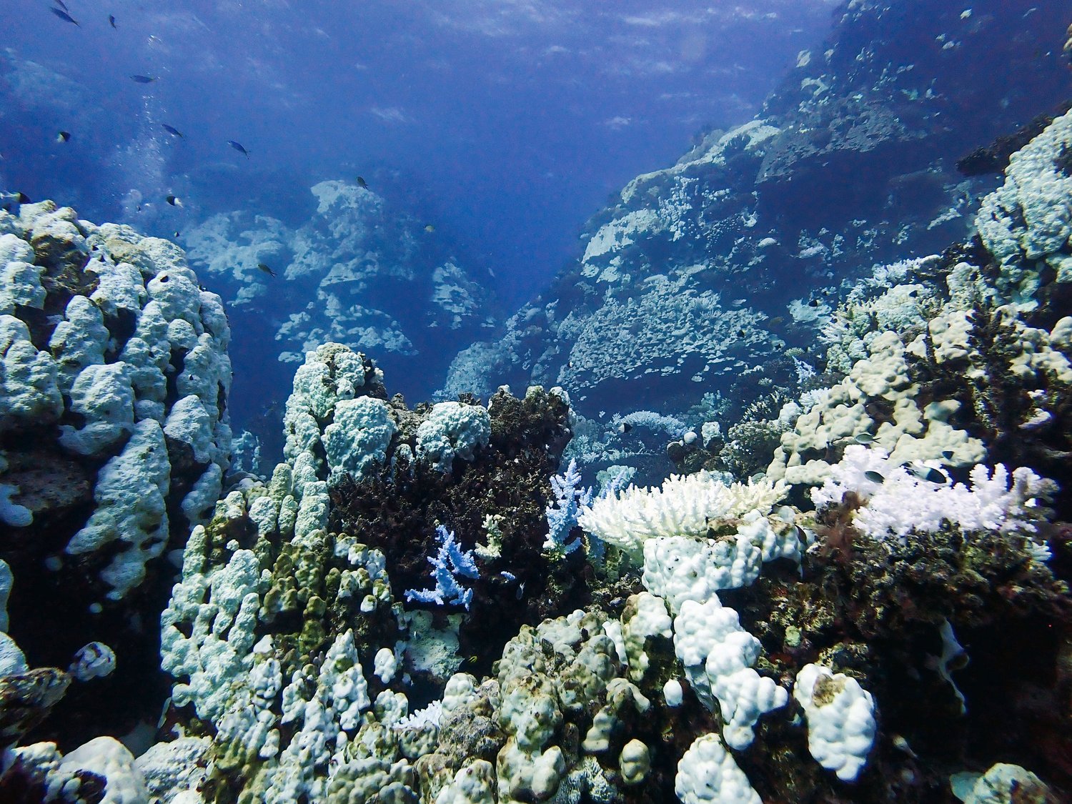 Coral Photo of the Week 2024 | Coral Reef Diagnostics — Coral Reef ...