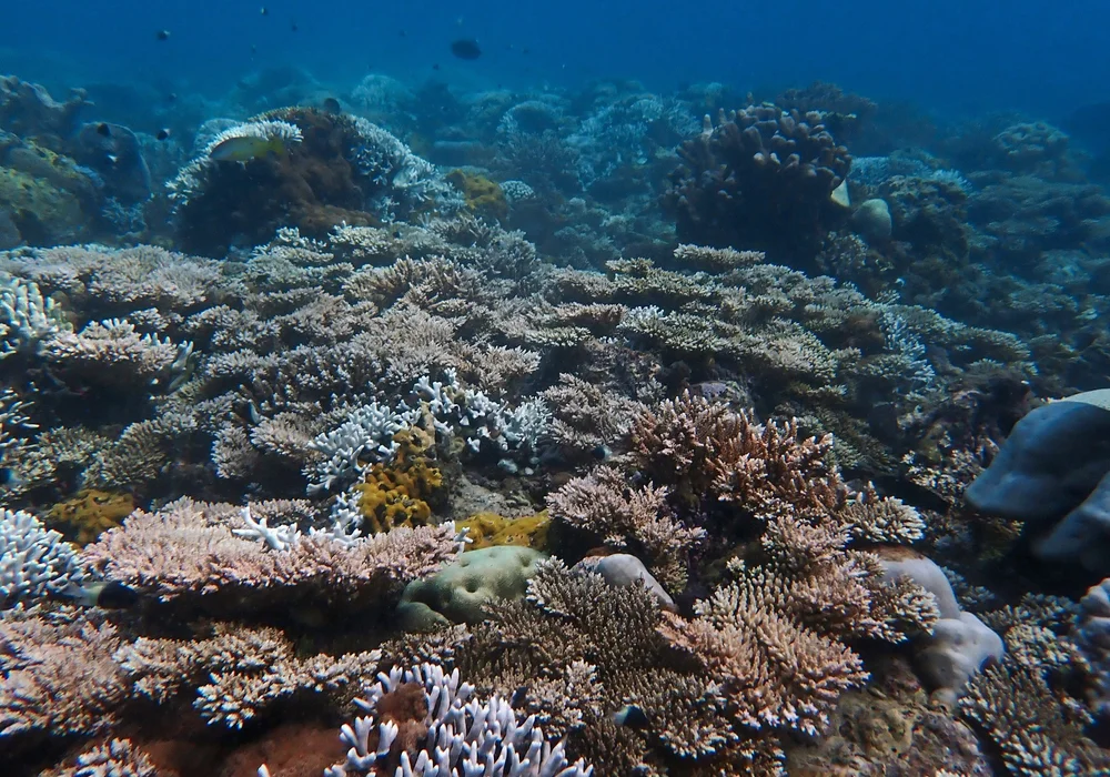 Coral Photo of the Week 2024 | Coral Reef Diagnostics — Coral Reef ...