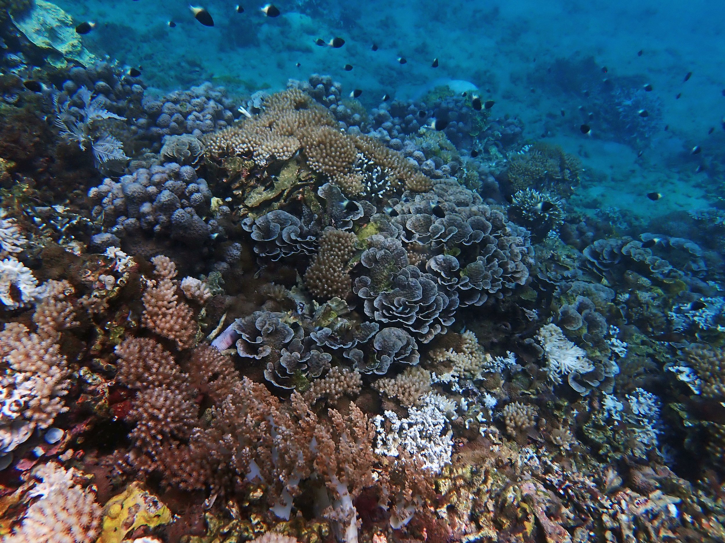Coral Photo of the Week 2024 | Coral Reef Diagnostics — Coral Reef ...