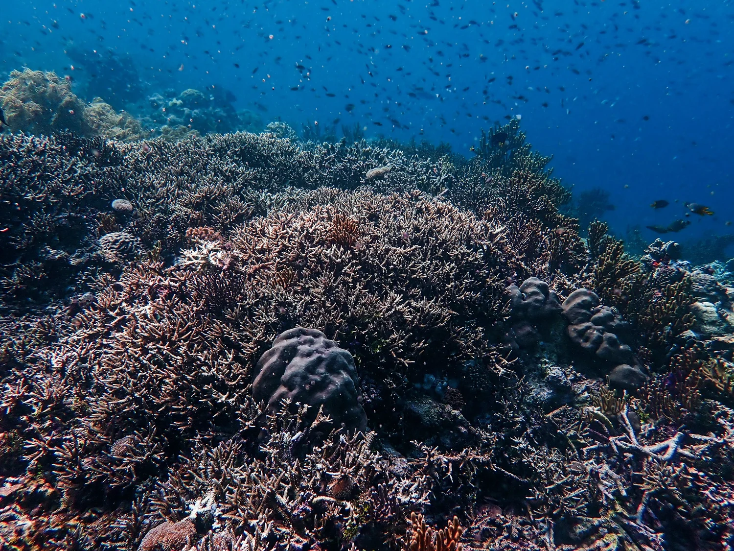 Coral photo of the week (2024) — Coral Reef Diagnostics
