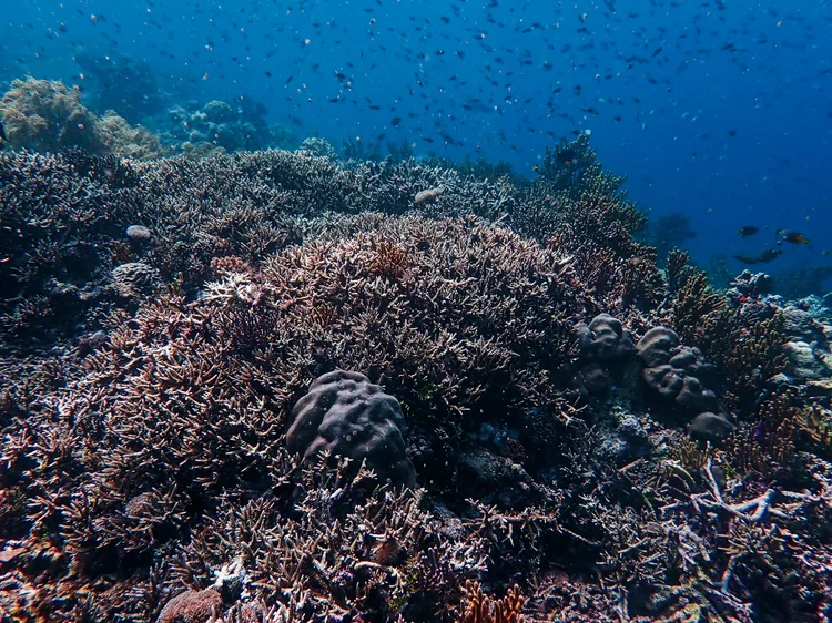 Coral photo of the week (2024) — Coral Reef Diagnostics