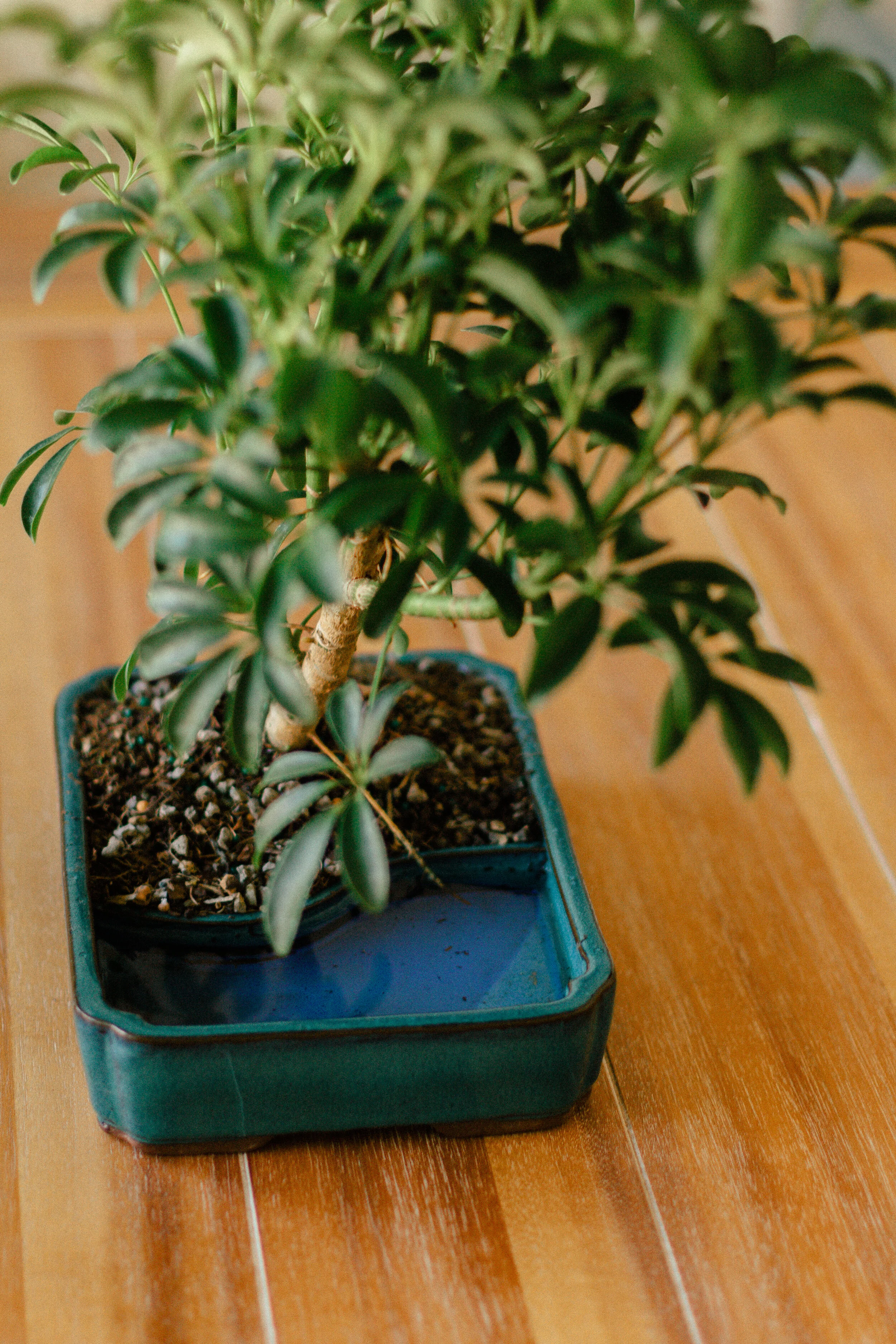 Creating a Plant Oasis At Home — Black & Blooms